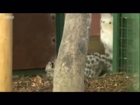 Baby Snow Leopards with momma (source in comments) | Scrolller
