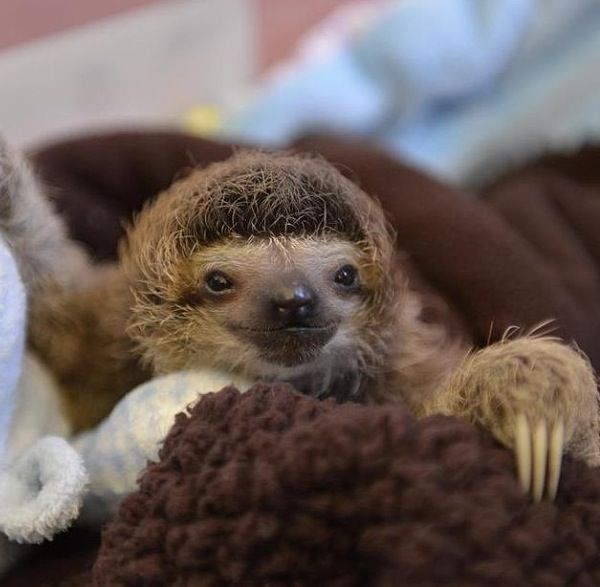 Baby three toed sloth at the Avarios Sloth Sanctuary in Costa Rica | Scrolller
