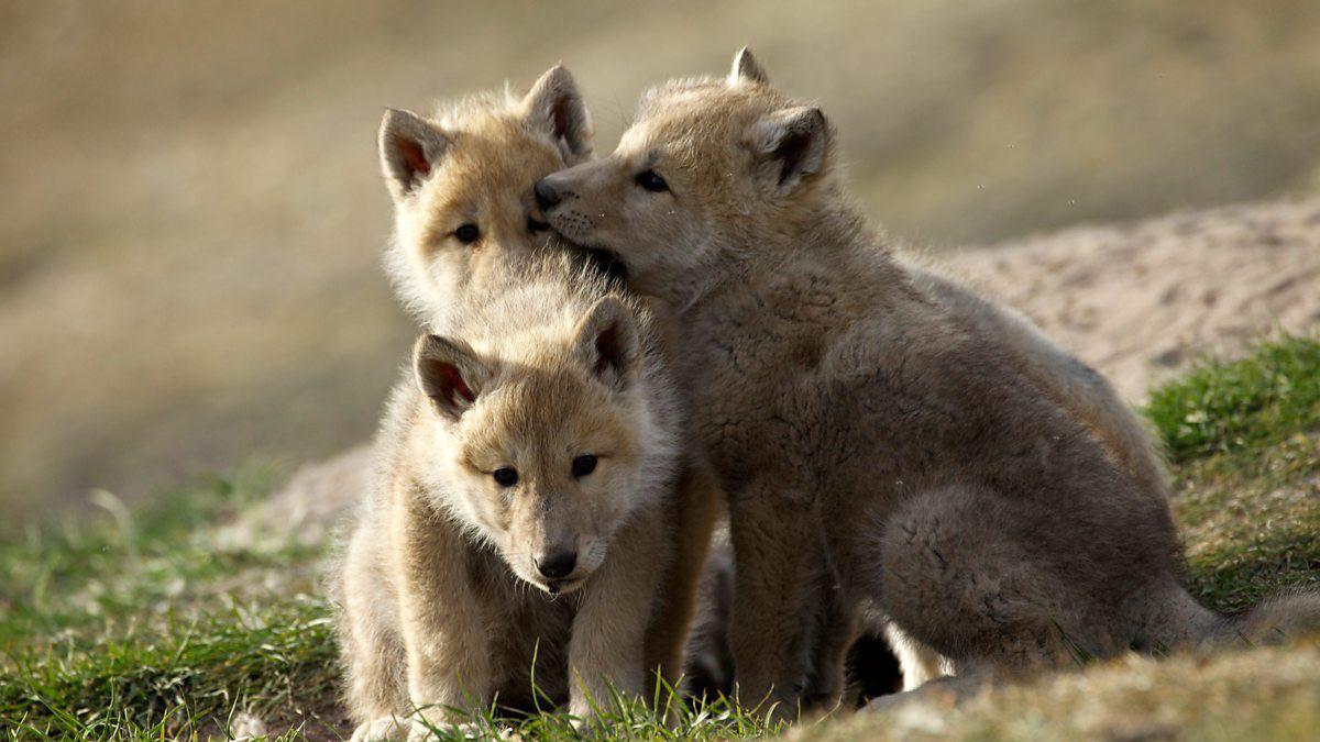 Baby Wolves | Scrolller