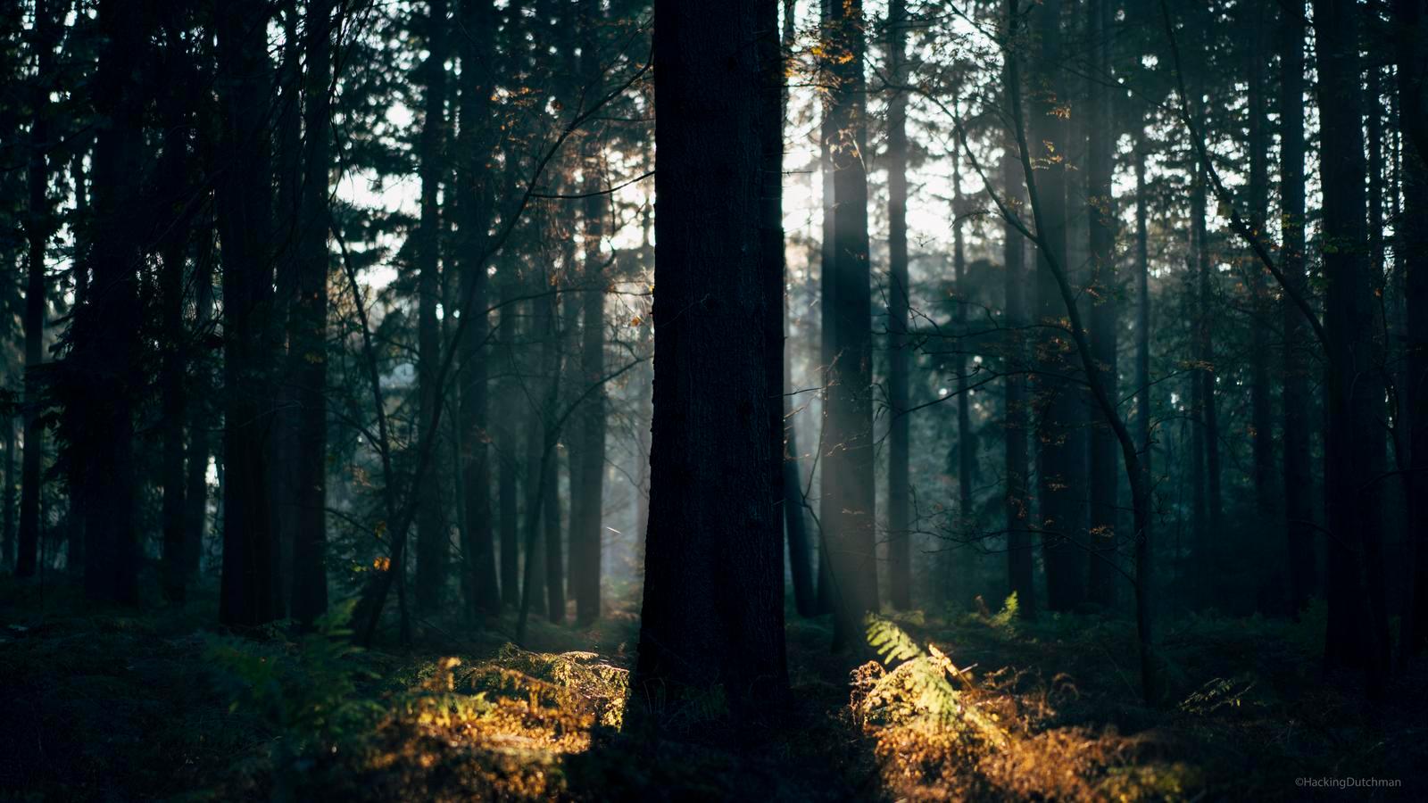 Backlight | Scrolller