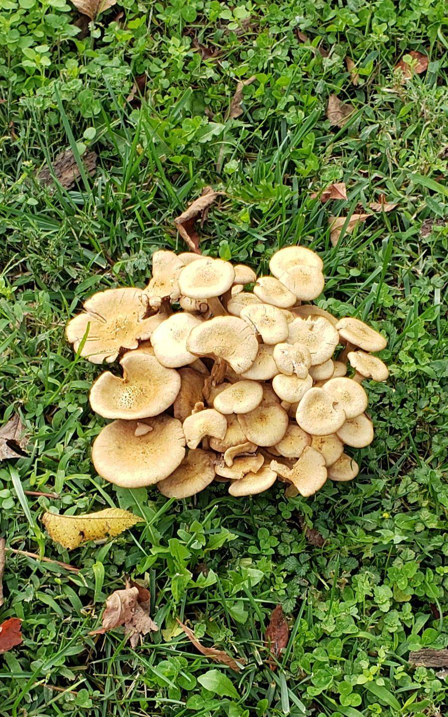 backyard mushrooms - Washington, DC | Scrolller