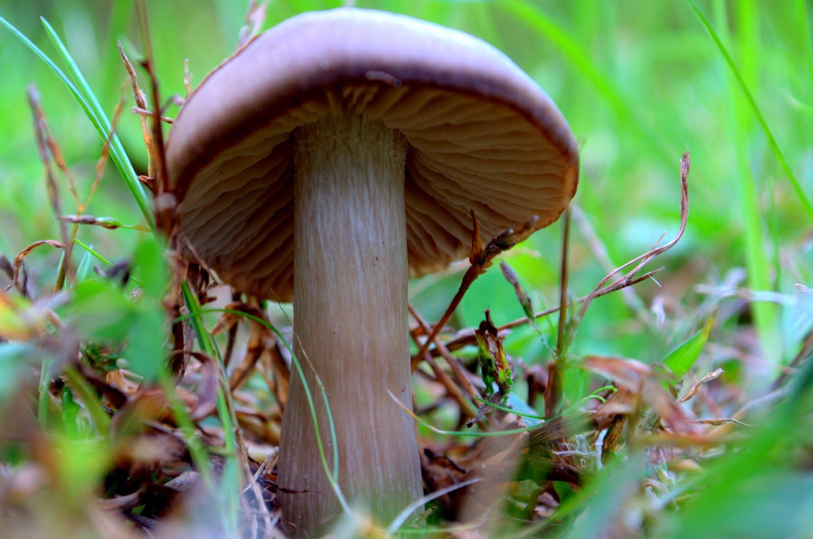 Backyard shrooms | Scrolller