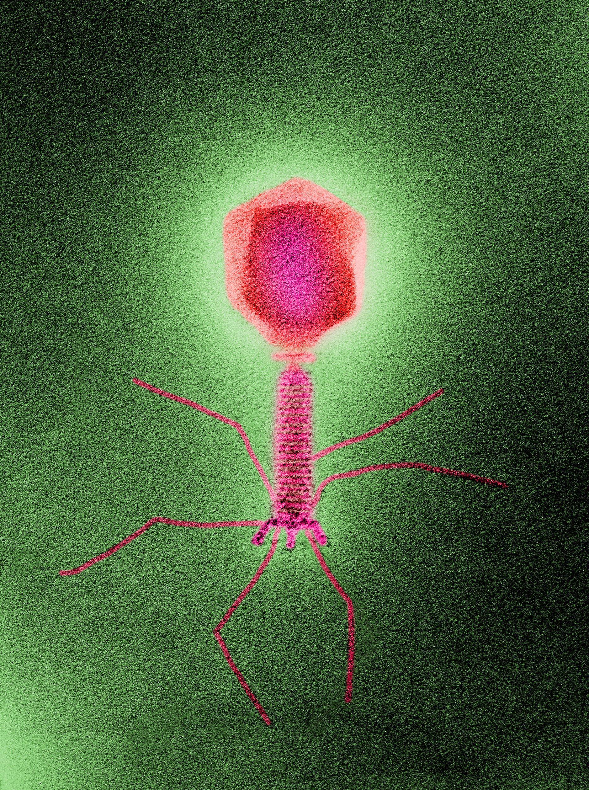 Bacteriophage [Colorized Electron Micrograph] | Scrolller