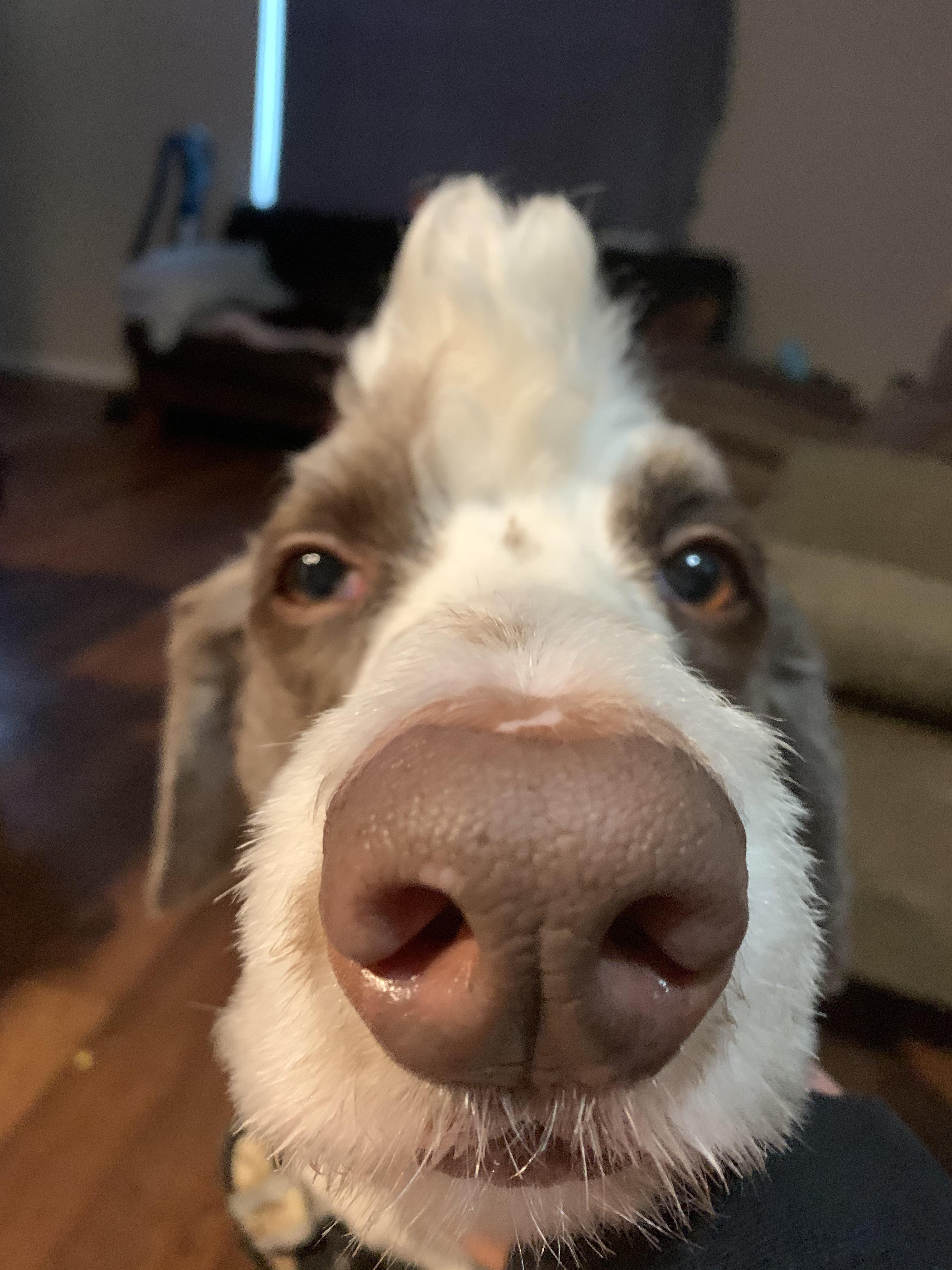 Bailey showing off his Mohawk | Scrolller