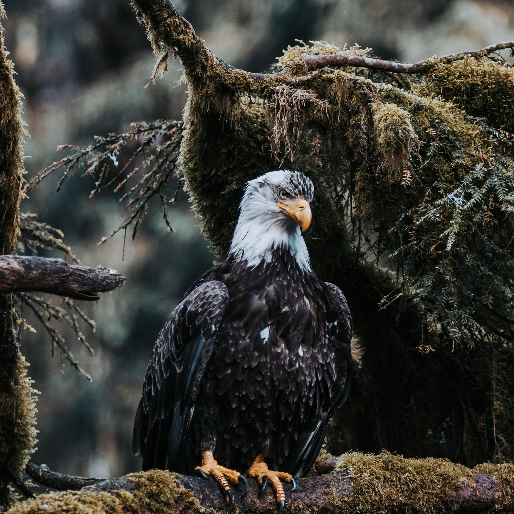 Bald Eagle in Alaska | Scrolller