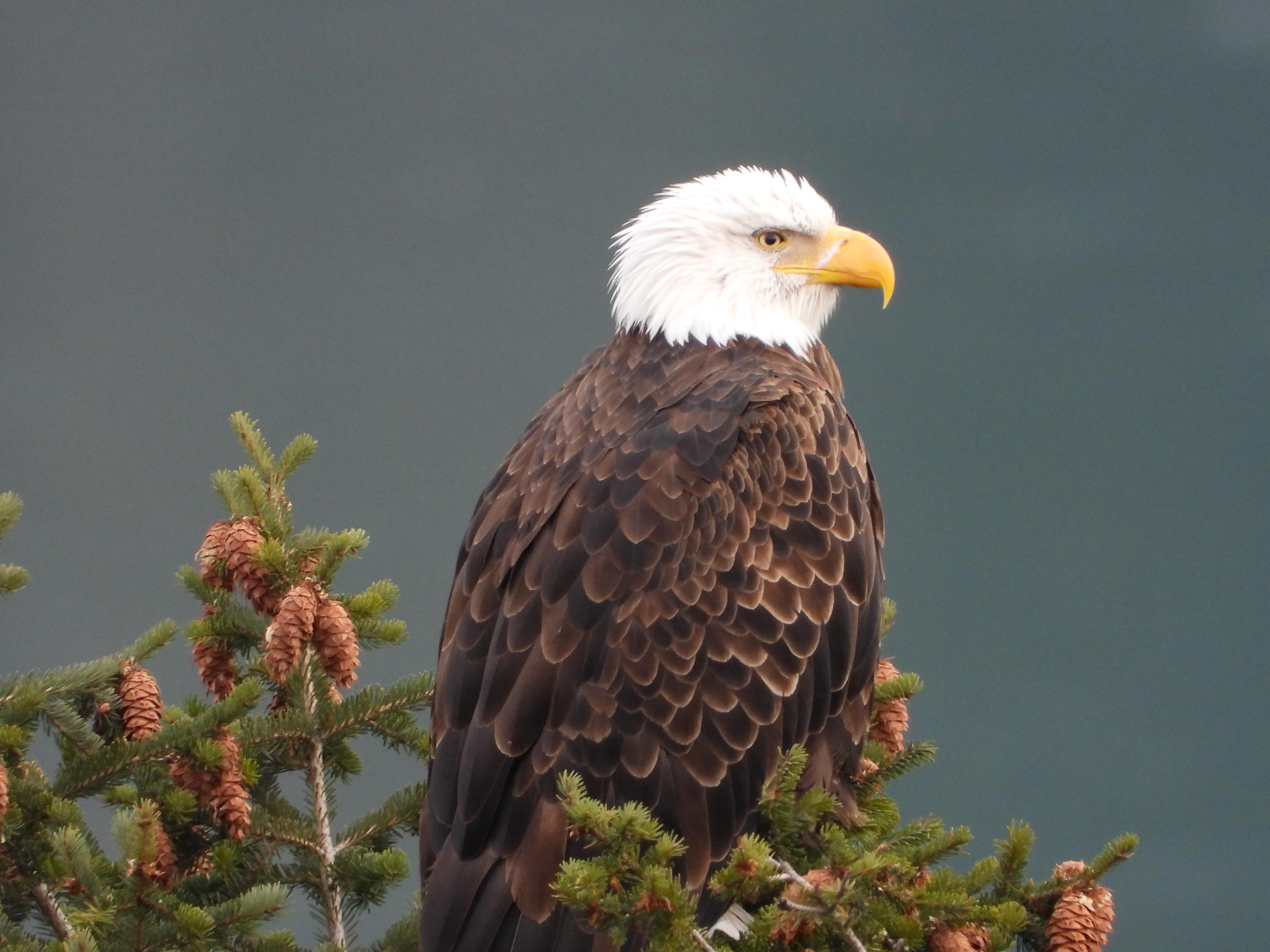 Bald Eagle in British Columbia, Canada from today. | Scrolller