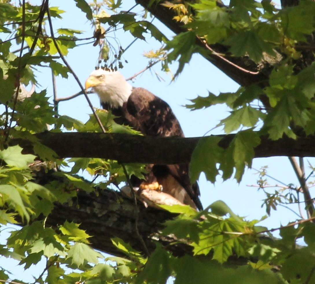Bald Eagle with a fish | Scrolller