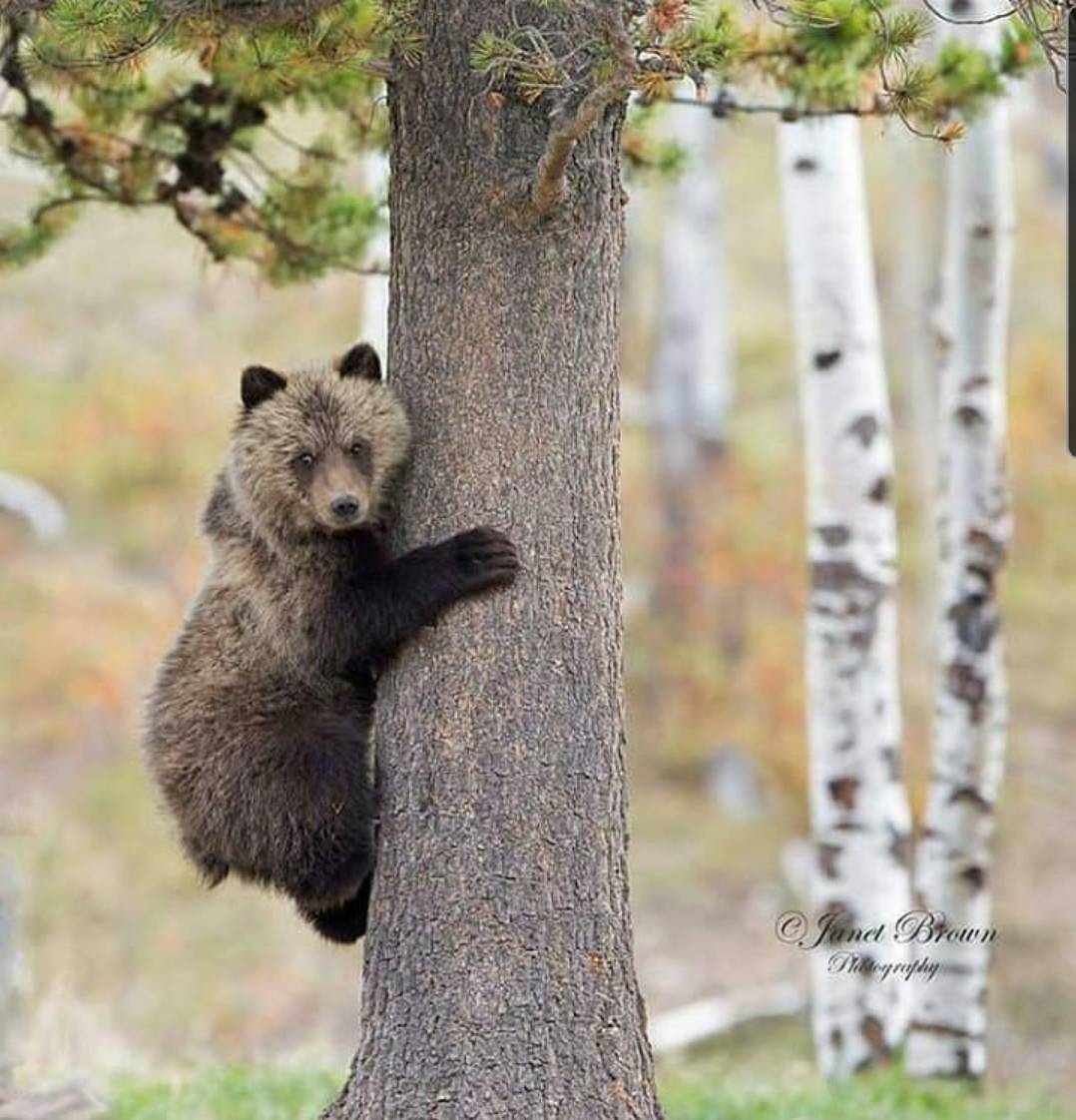 Ball of fluff climbing a tree | Scrolller