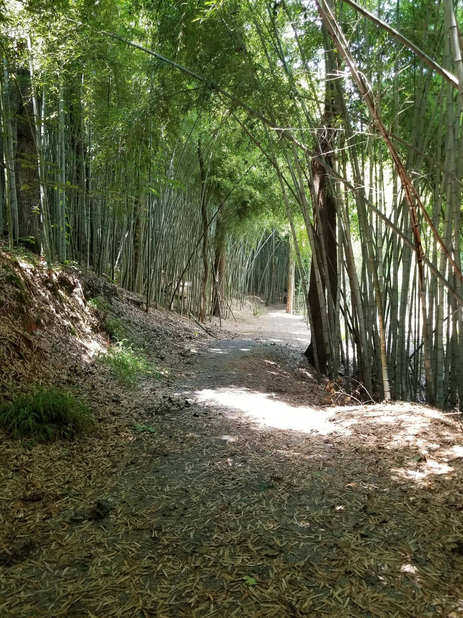 Bamboo forest in Prattville, AL | Scrolller