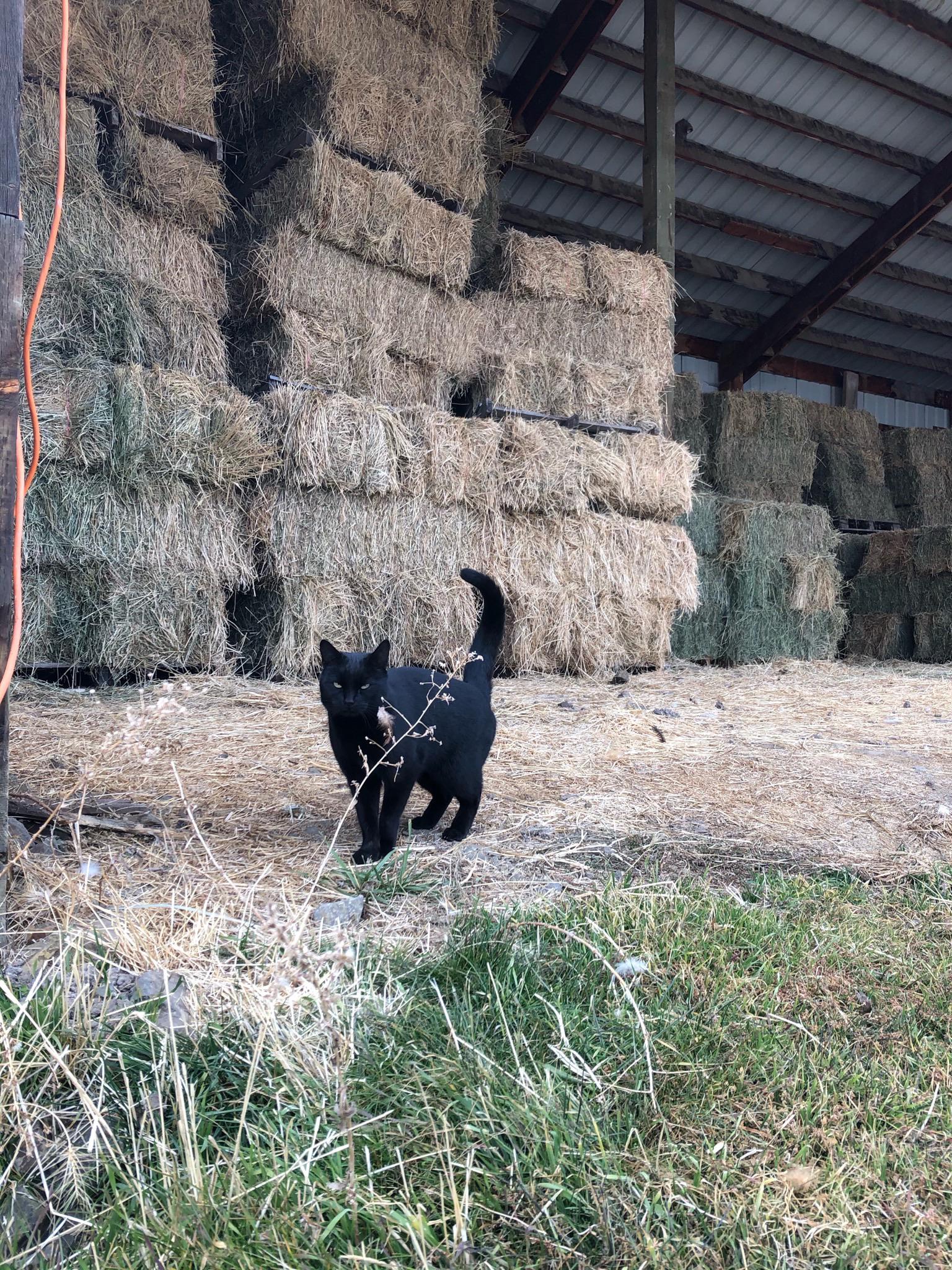 Barn cat | Scrolller