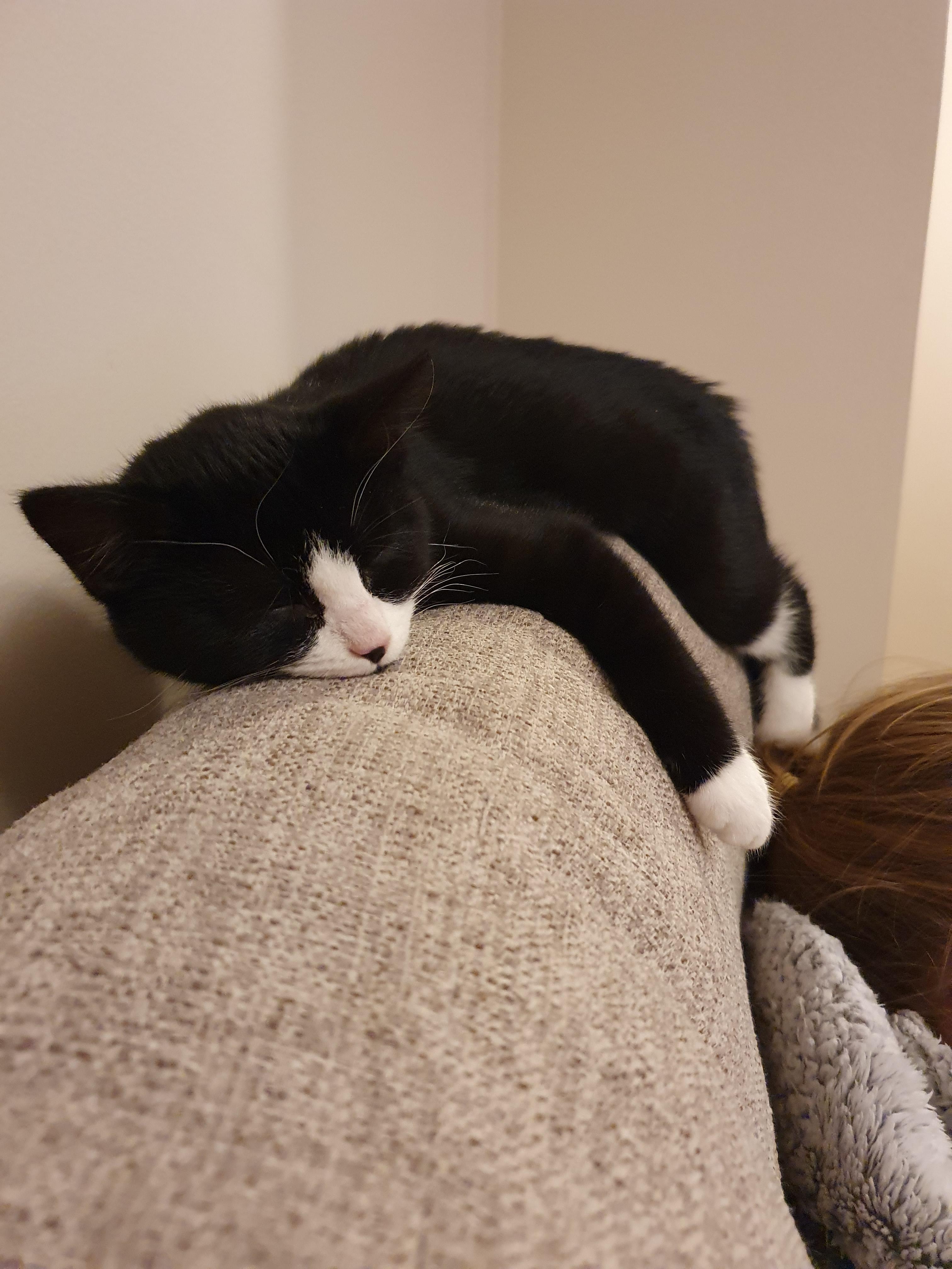 Barney jc'ing | Scrolller