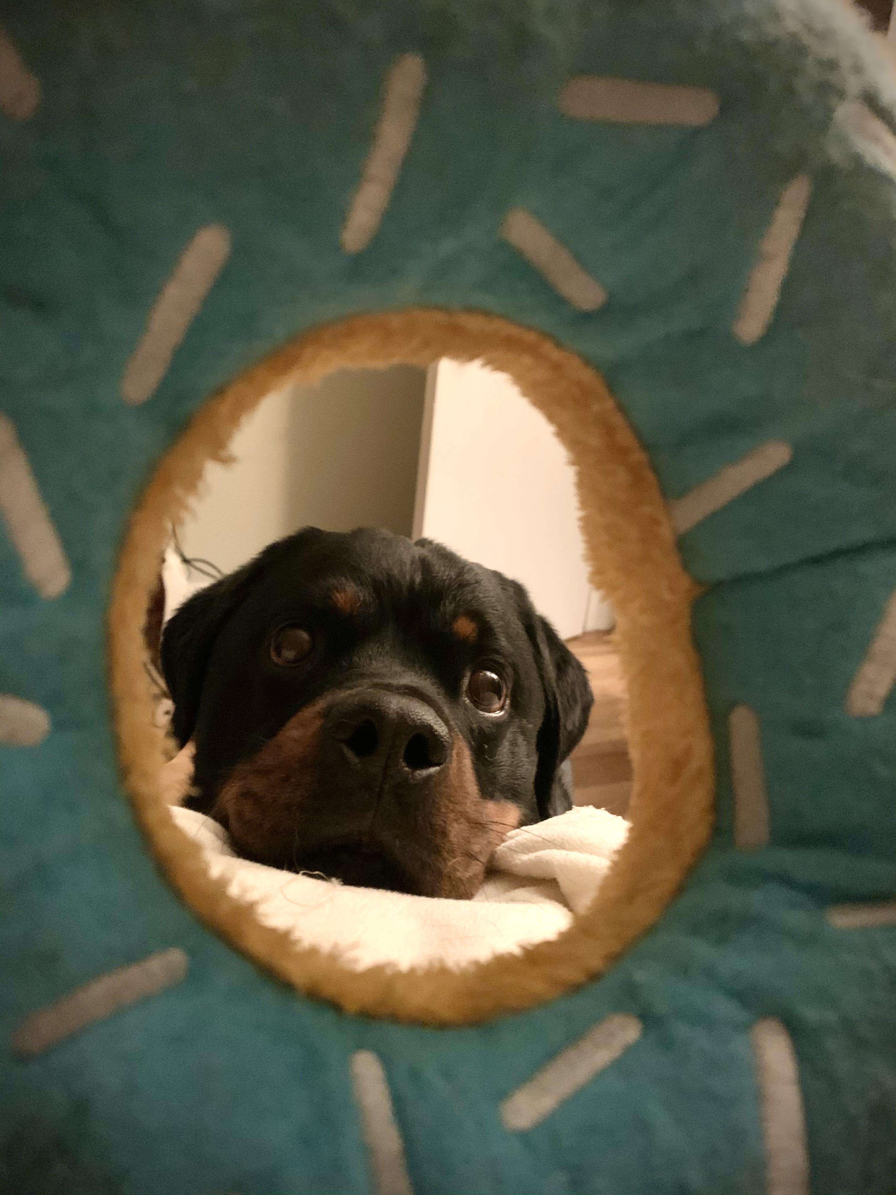 “Baron Through the Donut Hole”- Tonight’s Wonderland Story. 📖🎩 | Scrolller