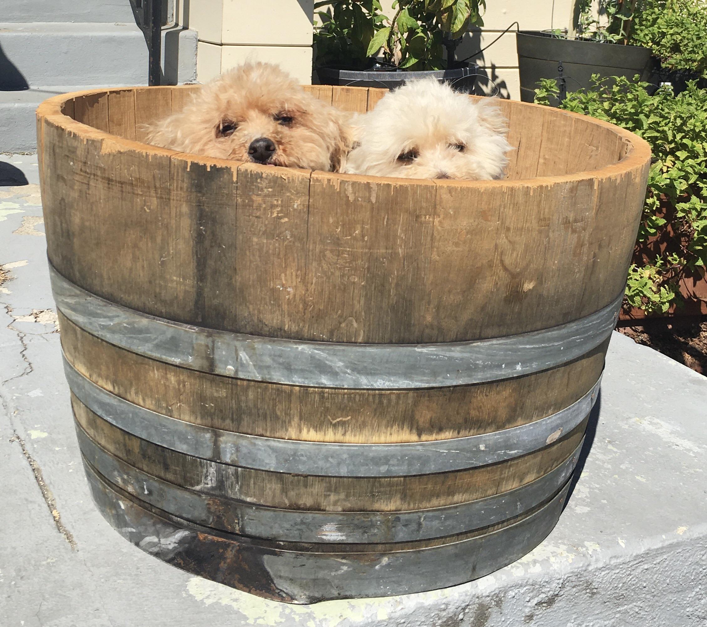 Barrel buddies! | Scrolller