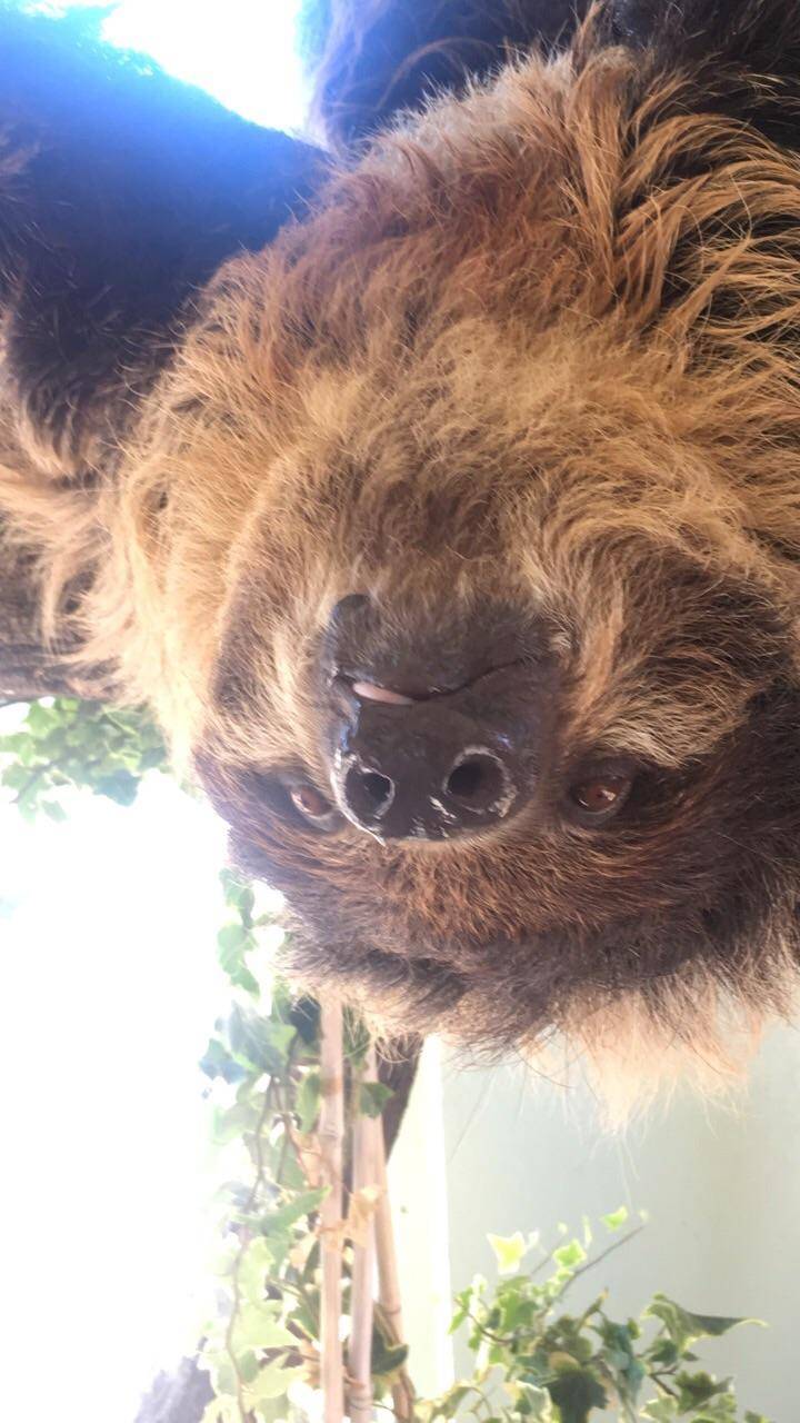 Bart the sloth's blup | Scrolller