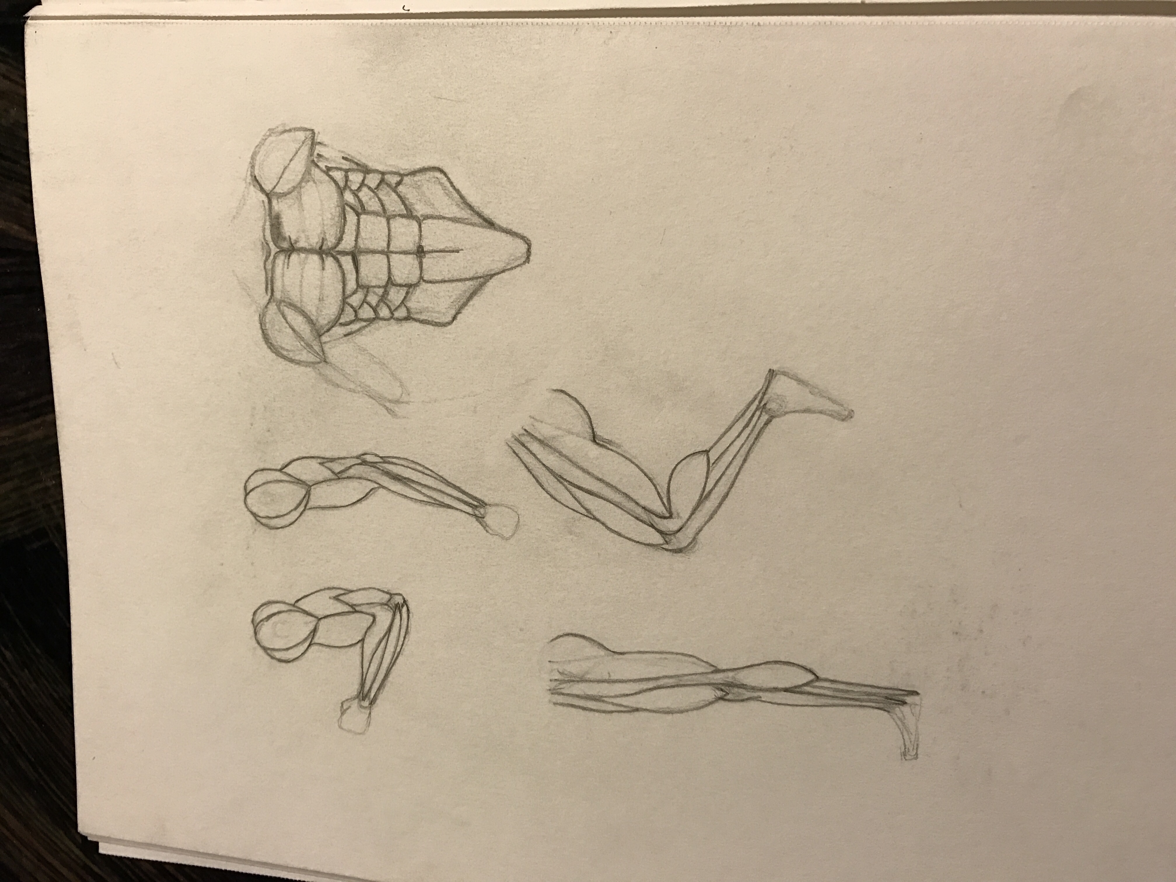 Basic Muscle Anatomy | Scrolller
