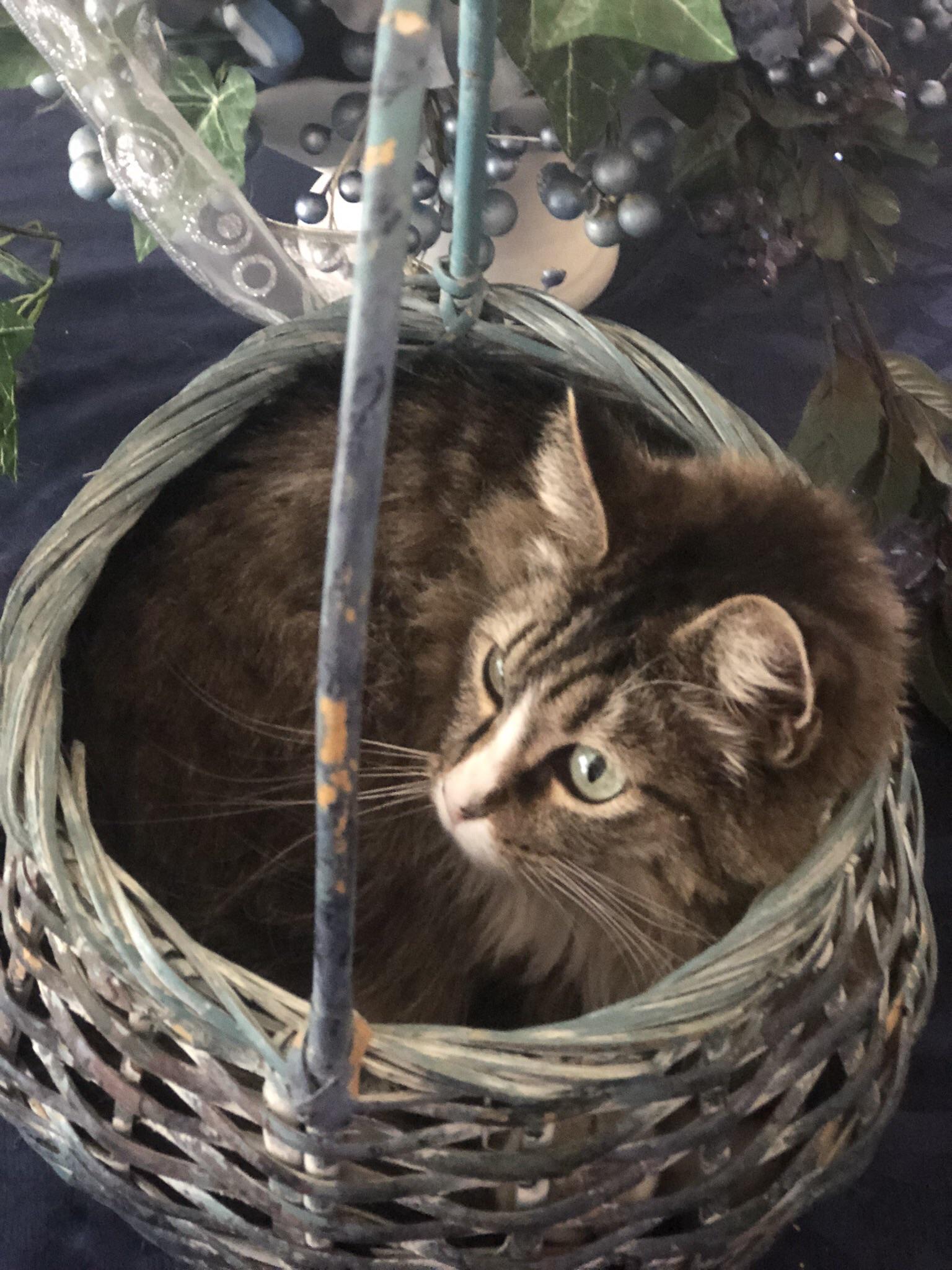 Basket o’Fluff | Scrolller