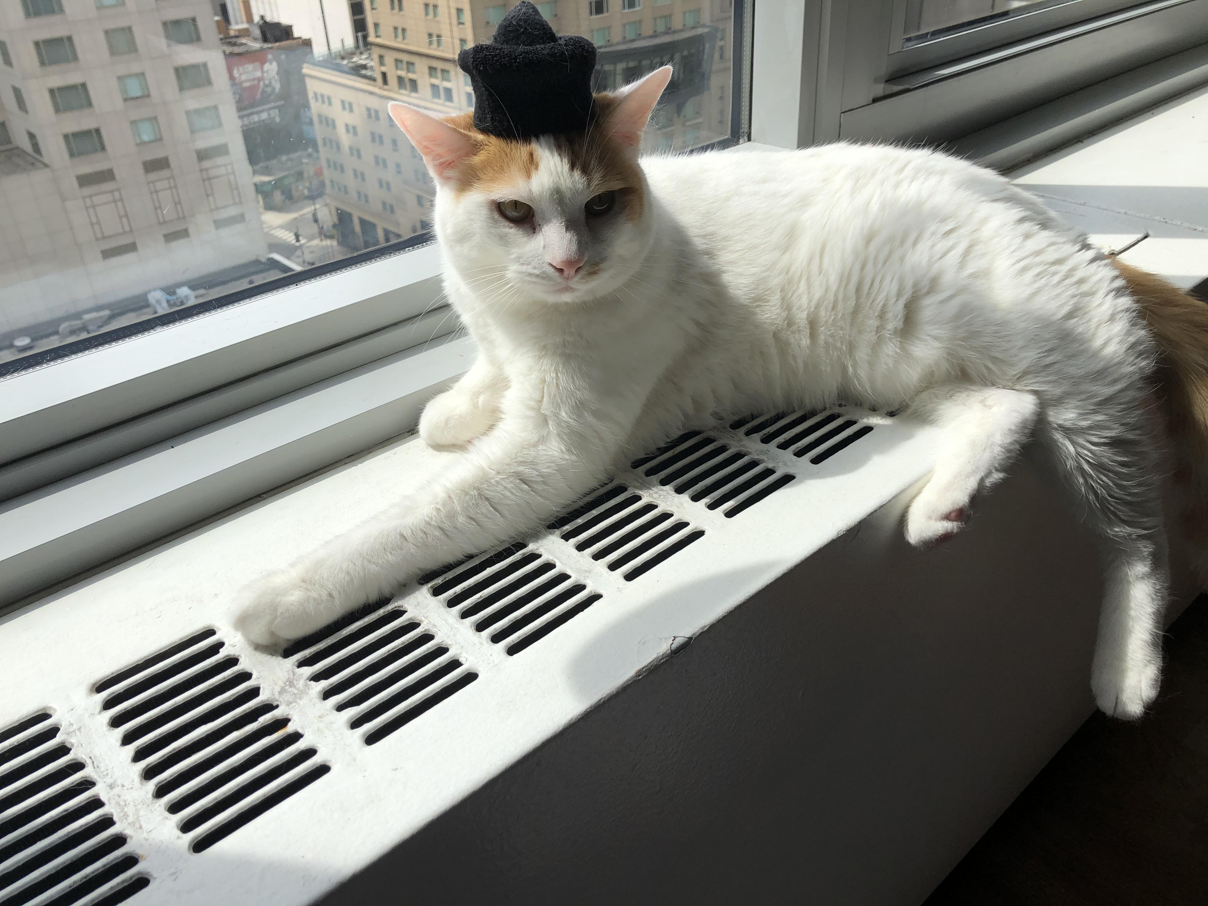 Basking in the sun | Scrolller