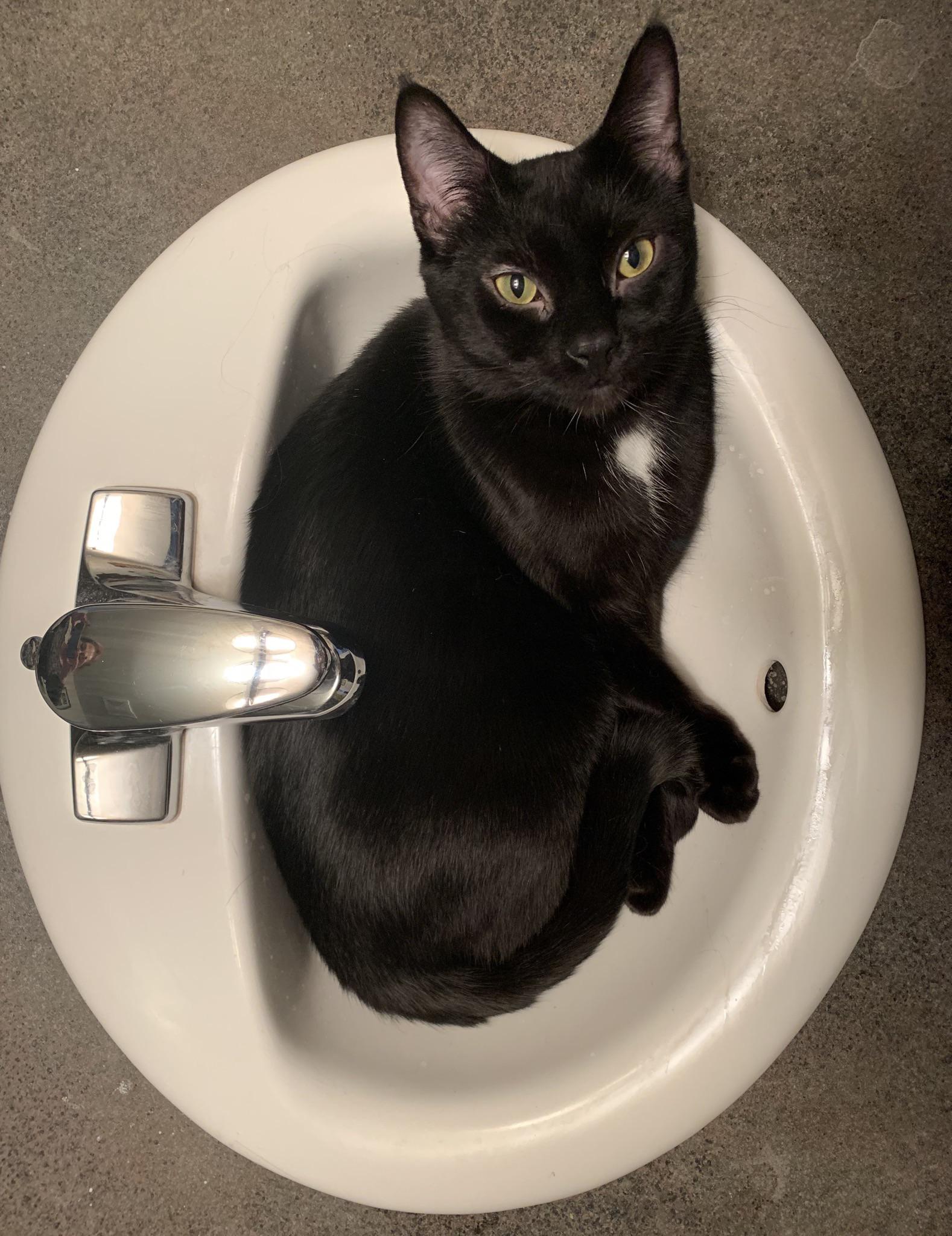 Bat cat nap trap | Scrolller