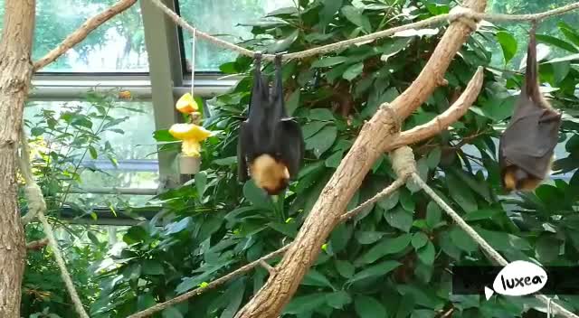 Bat make poop, Bat in spades. The bats poop in such a way that they stop hanging their heads ...