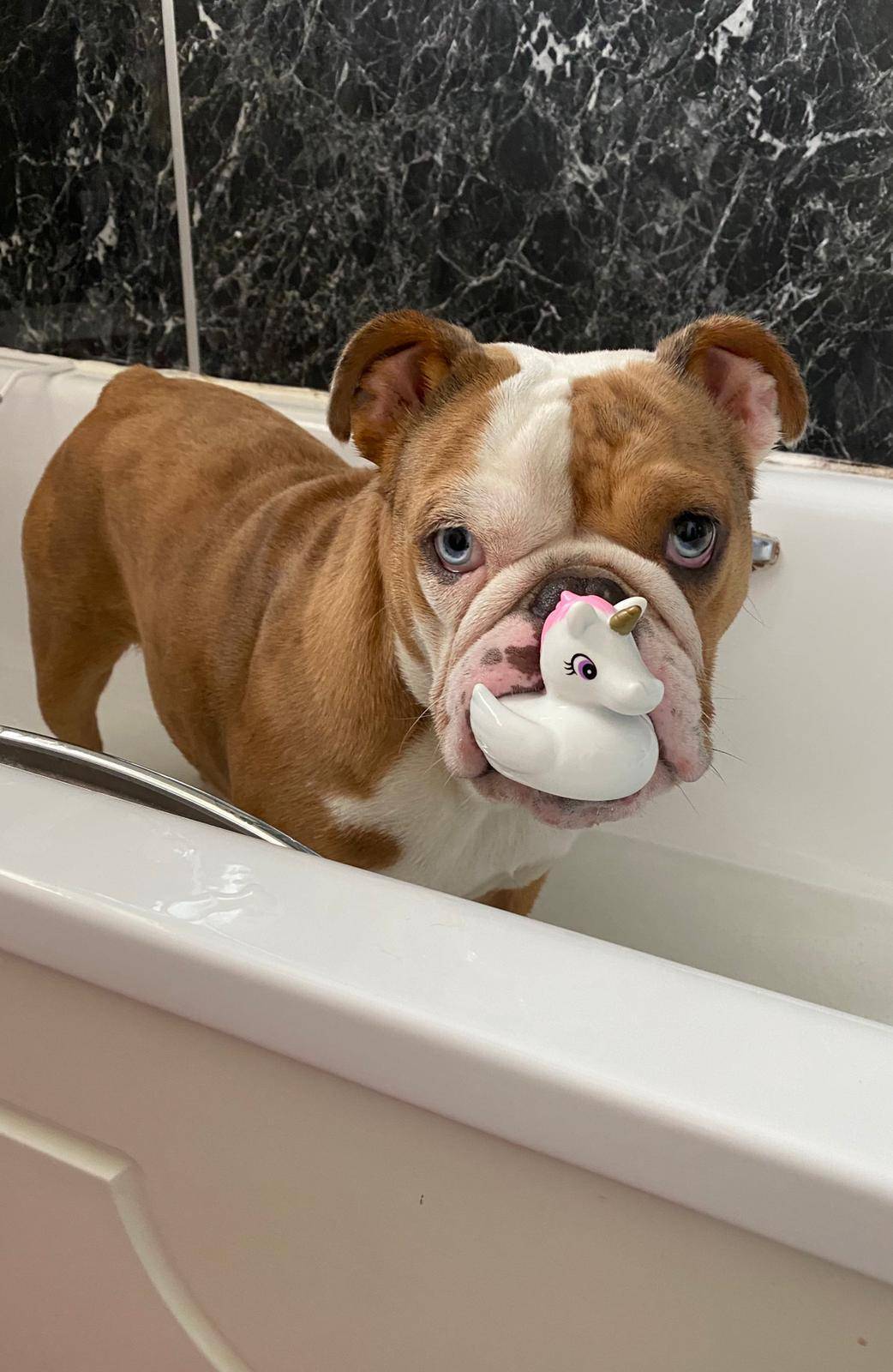 Bath time with a Unicorn! | Scrolller