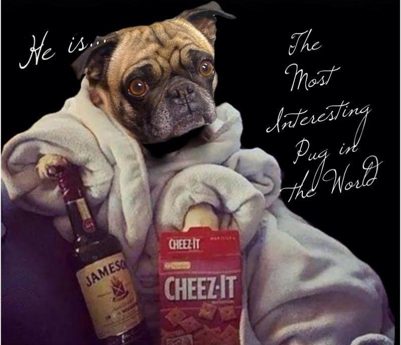 Baxter Pug in an old pic | Scrolller