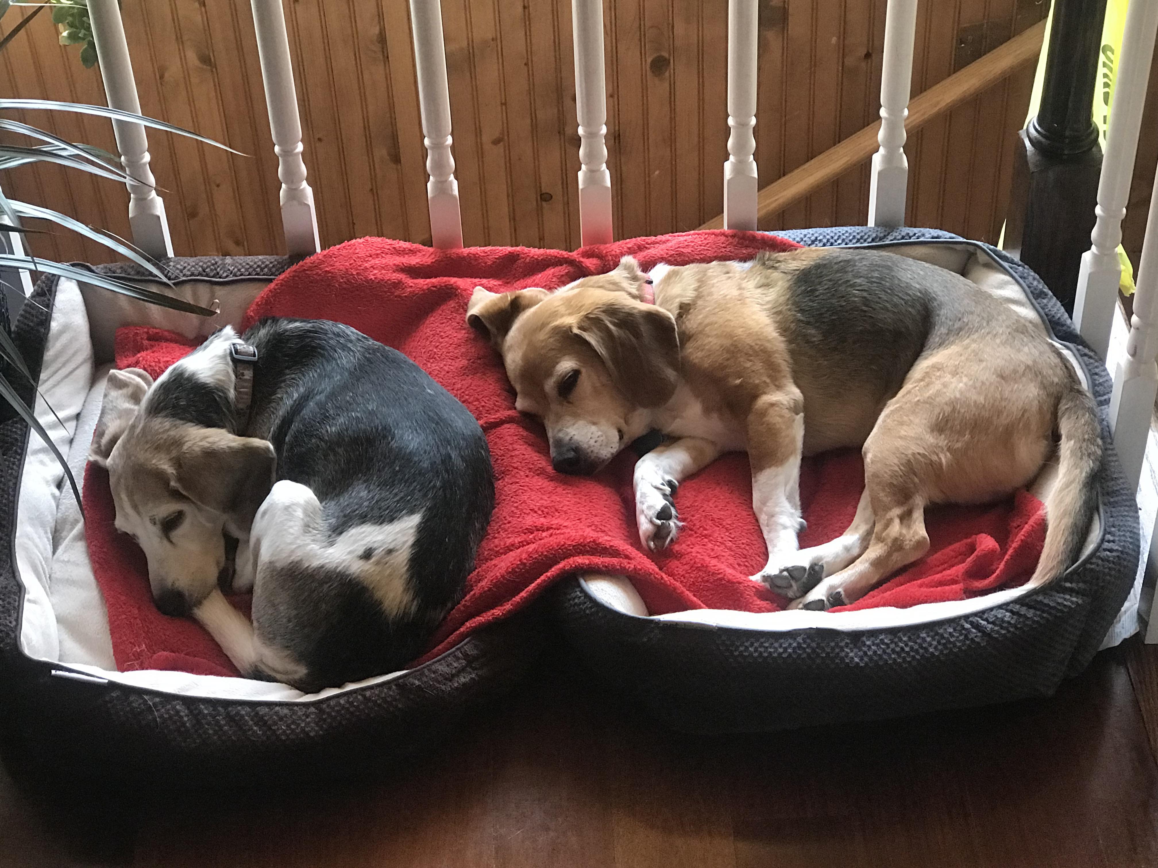 Beagle in their sunny spot | Scrolller