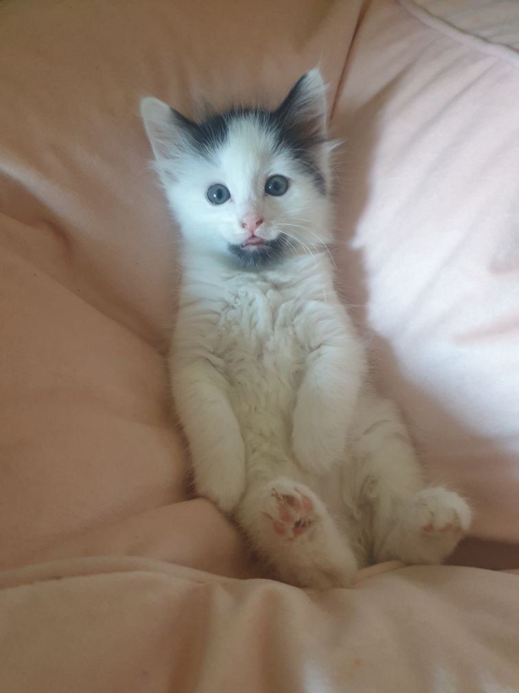 Bean bag toe beans | Scrolller