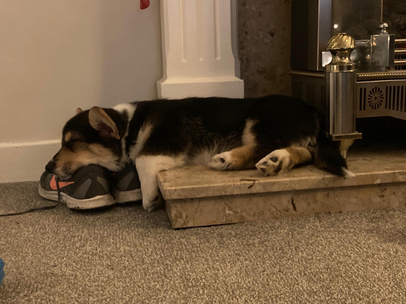 Bean is 11 weeks old and very, very sleepy | Scrolller