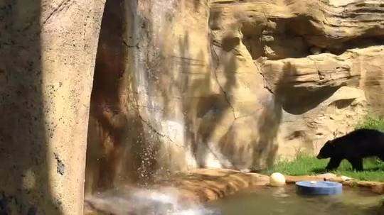 Bear checking out the waterfall | Scrolller