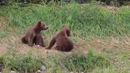Bear cubs playing with each other | Scrolller