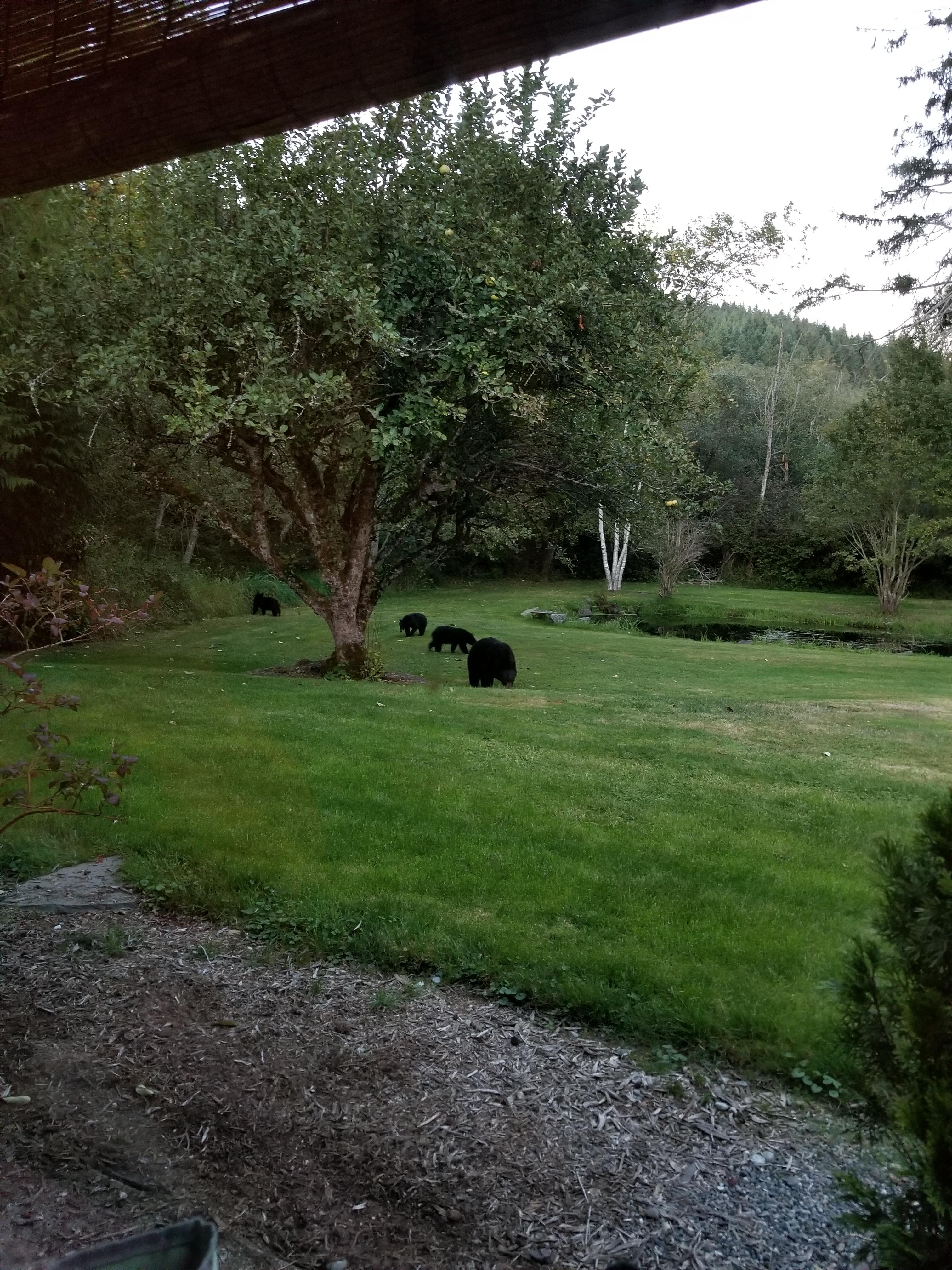 Bear in the yard | Scrolller