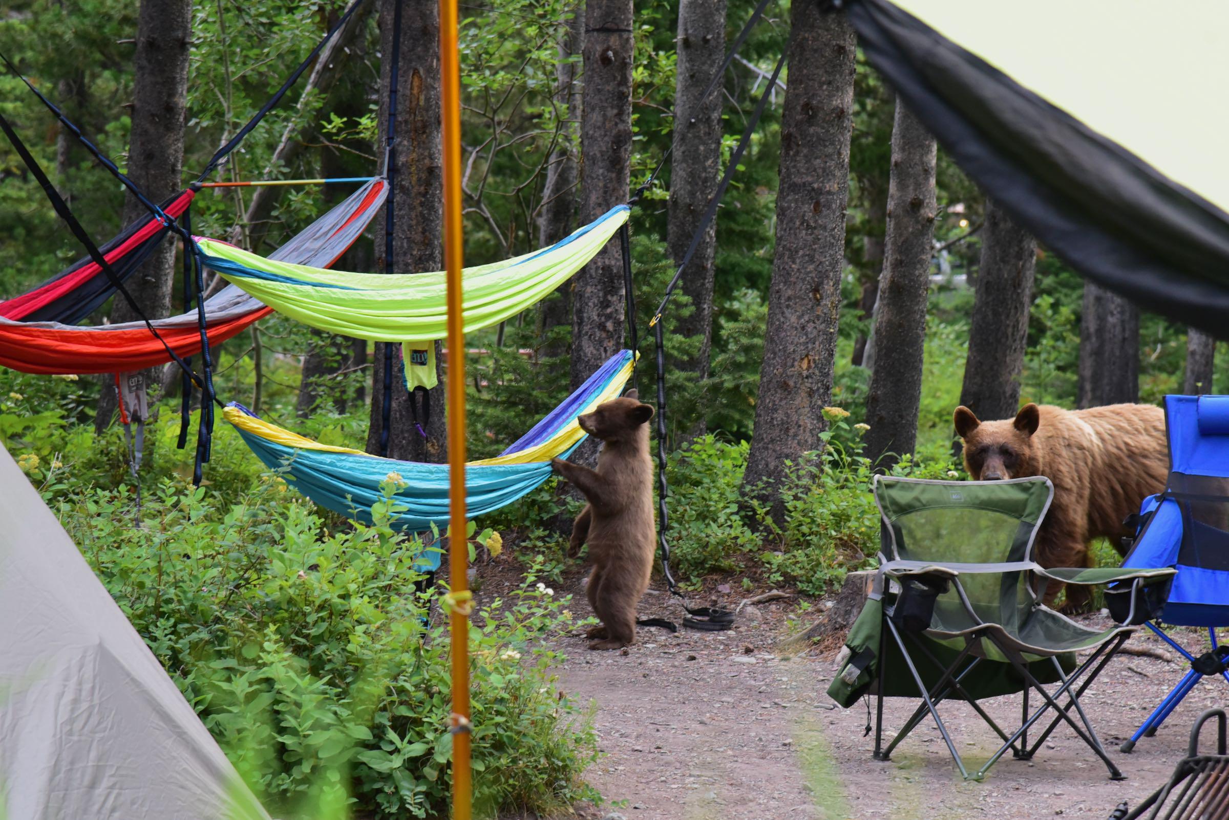 Bears Entered Our Campsite in Glacier National Park - Many Glacier Campground | Scrolller
