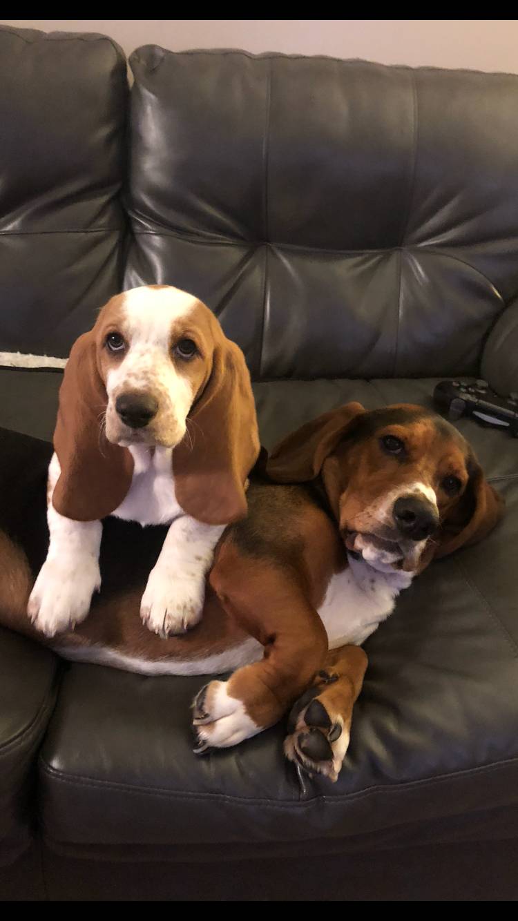 Beauregard & new sister Tulip. | Scrolller