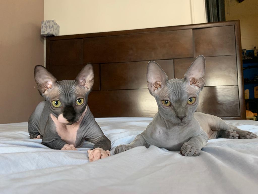 Beauties Scrolller