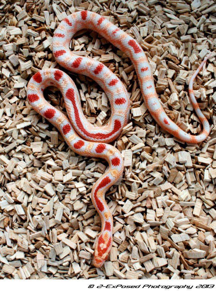 Beautiful boi | Scrolller