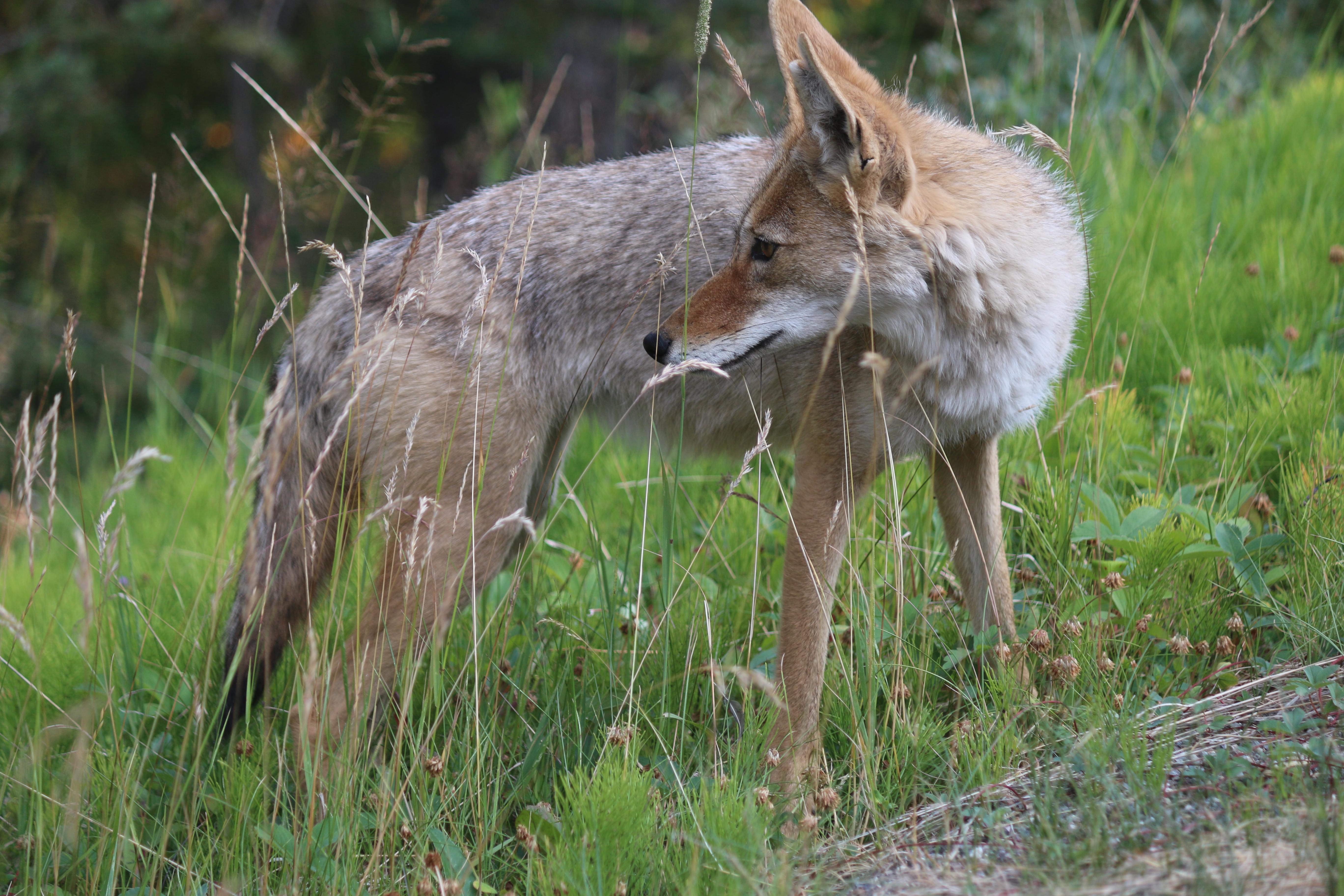 Beautiful coyote spotted in Peter Lougheed Provincial Park, AB, Canada [OC] | Scrolller