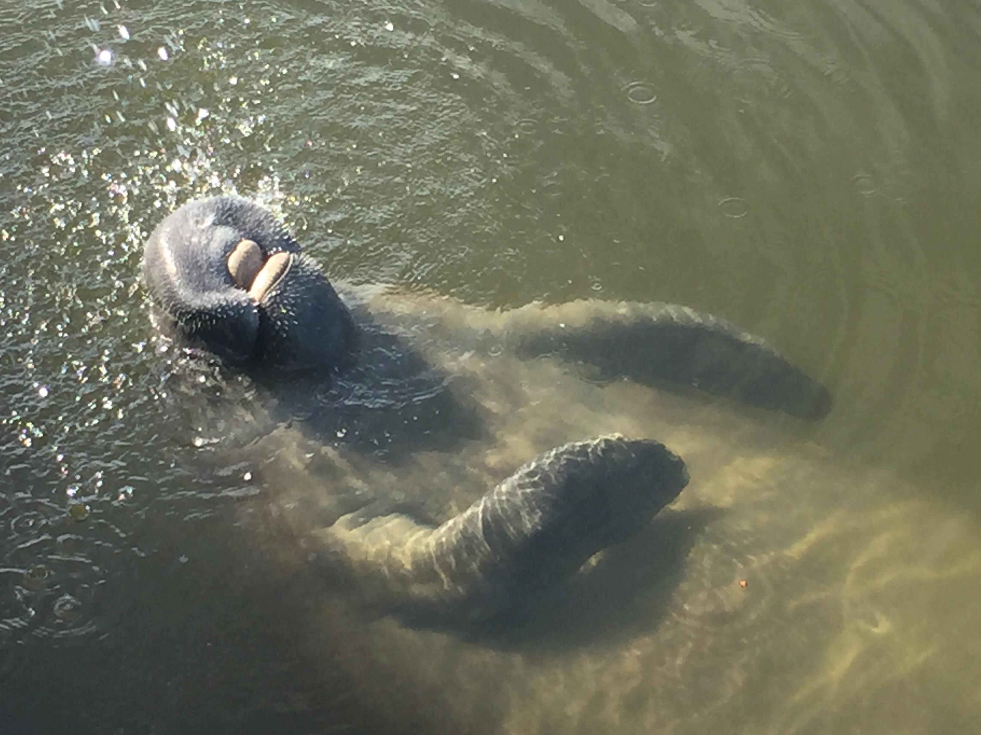 Beautiful creatures | Scrolller