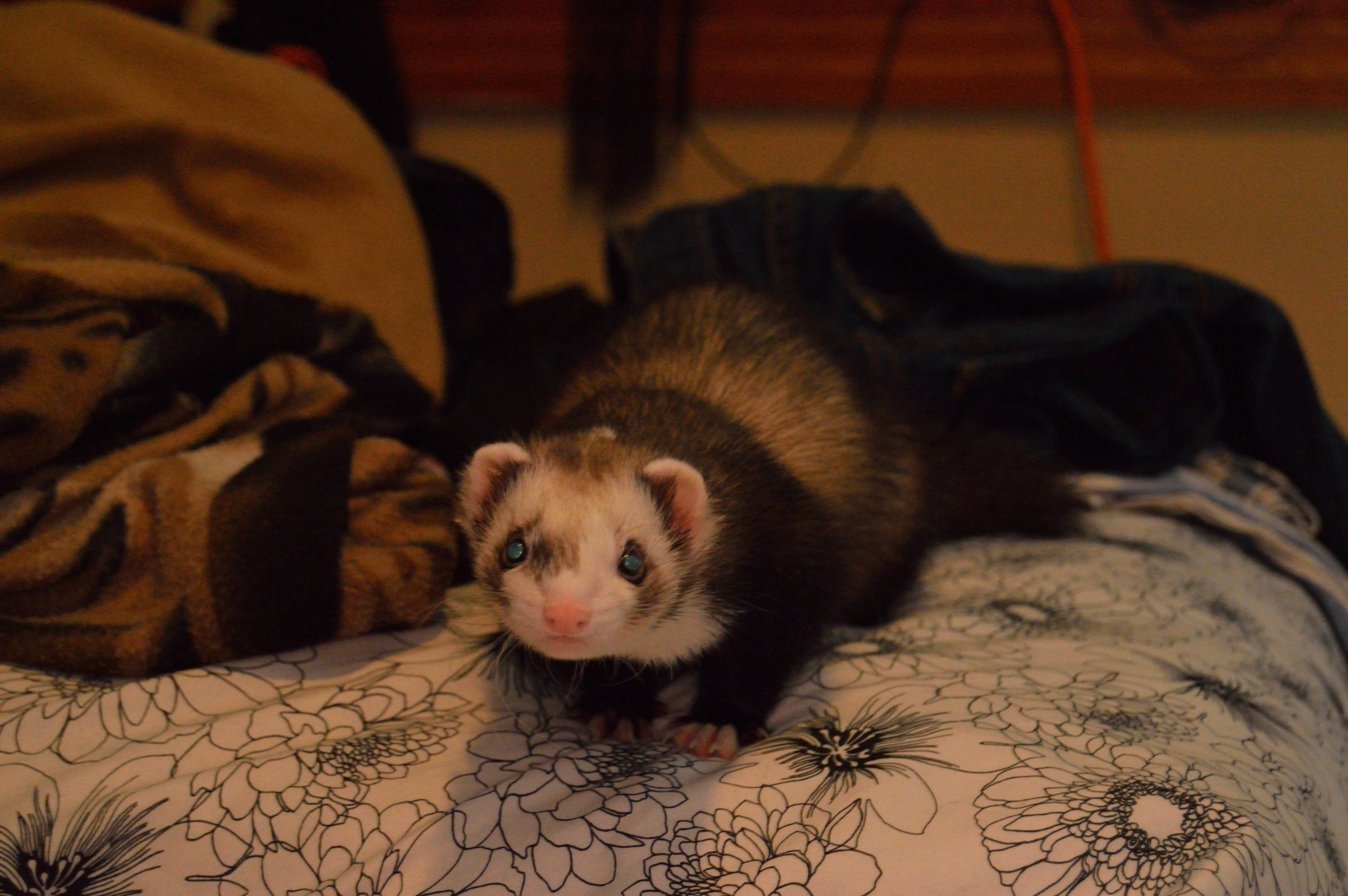 Beautiful ferret | Scrolller
