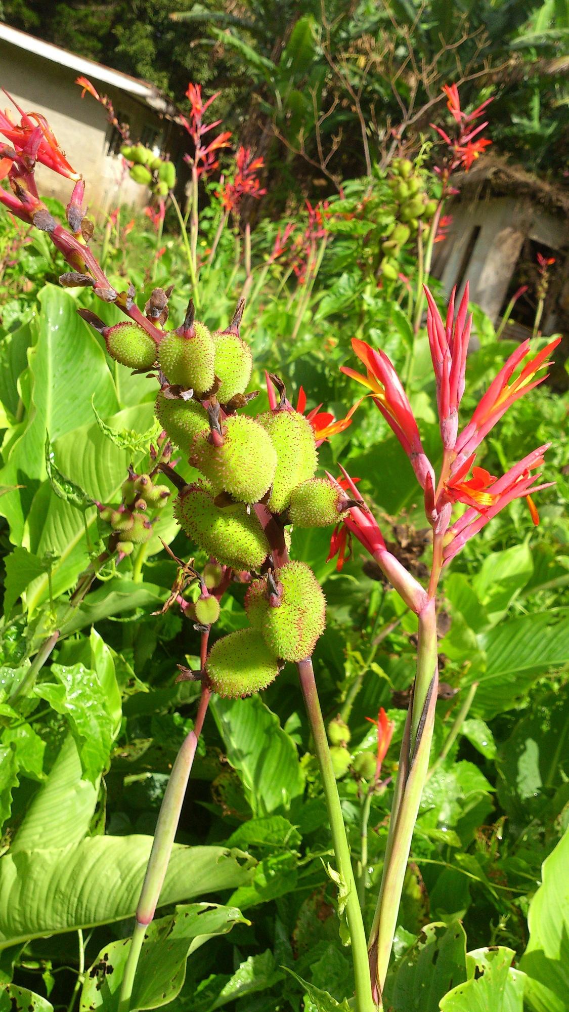 Beautiful flowers | Scrolller