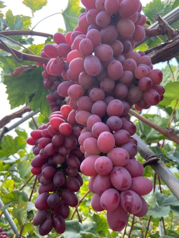 Beautiful grapes | Scrolller