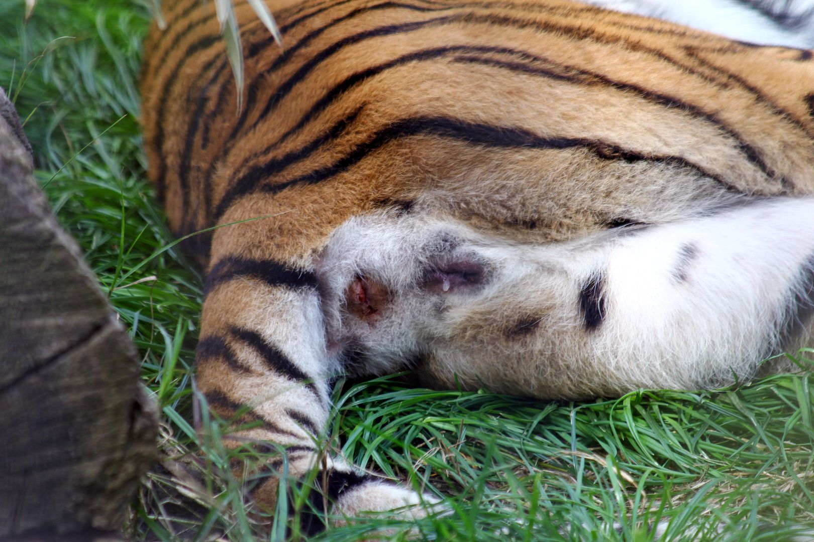 Beautiful Horny Tigress Showing Her Pussy.. She Wants Some | Scrolller