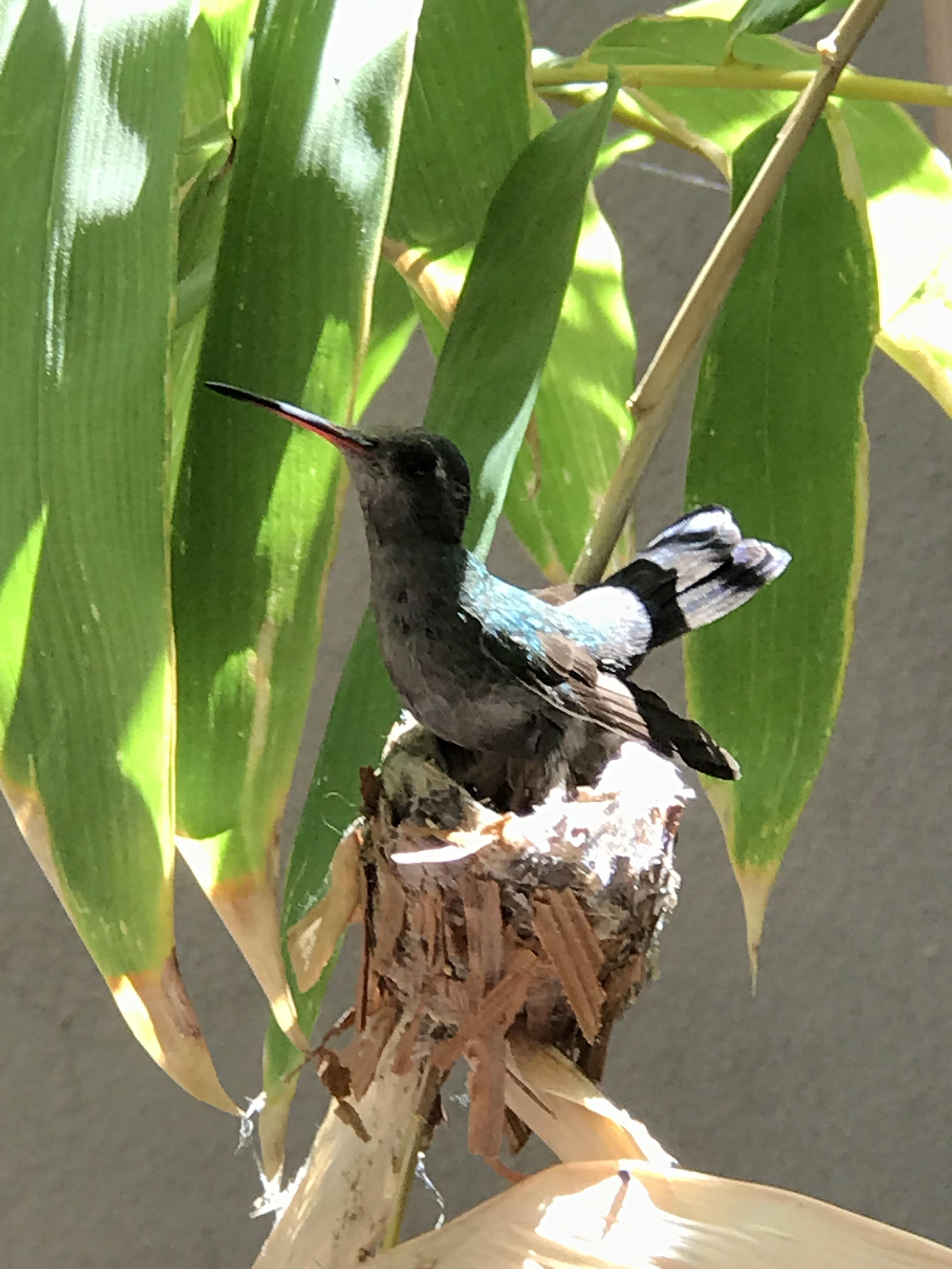 beautiful hummingbird mom | Scrolller