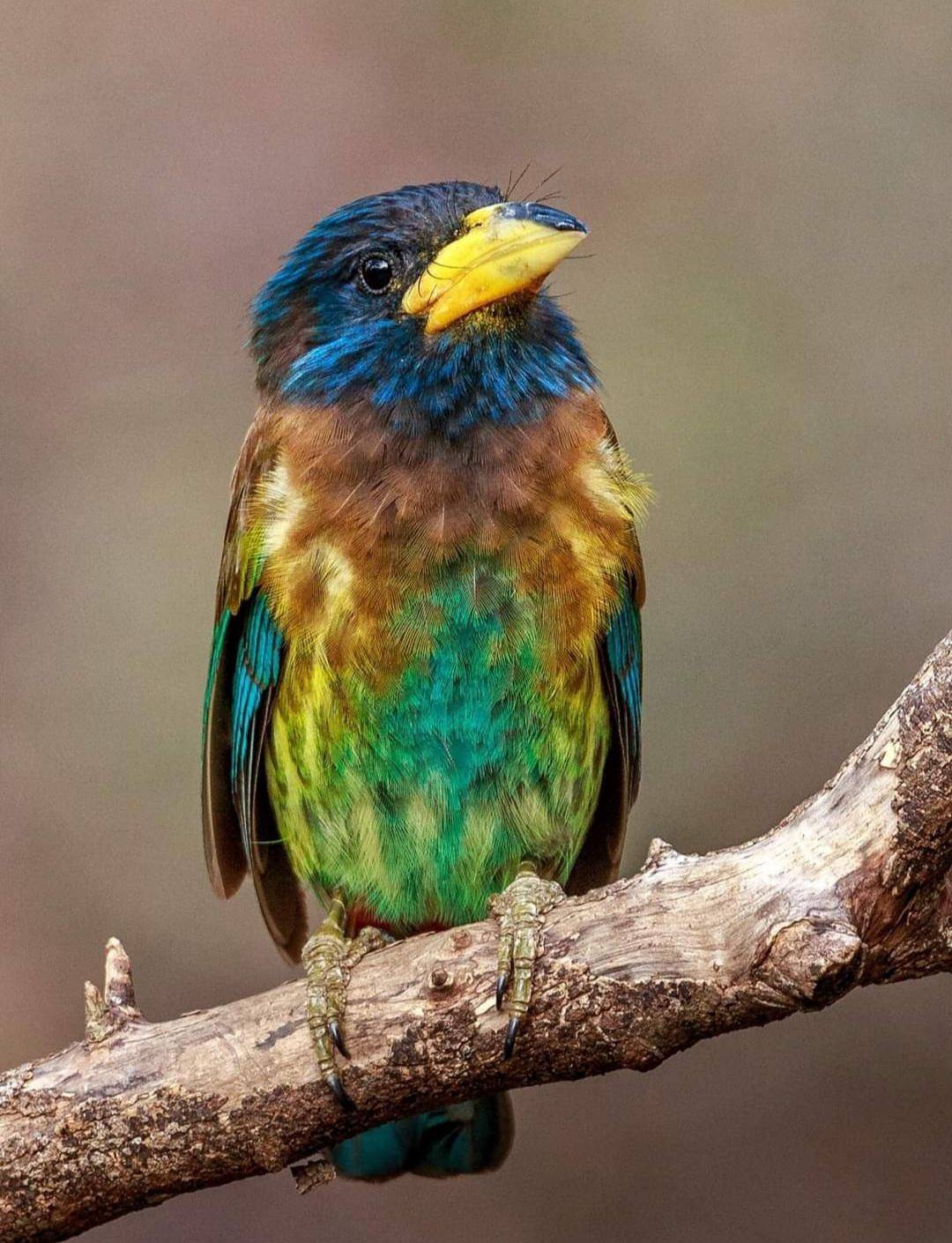 Beautiful Indian bird | Scrolller