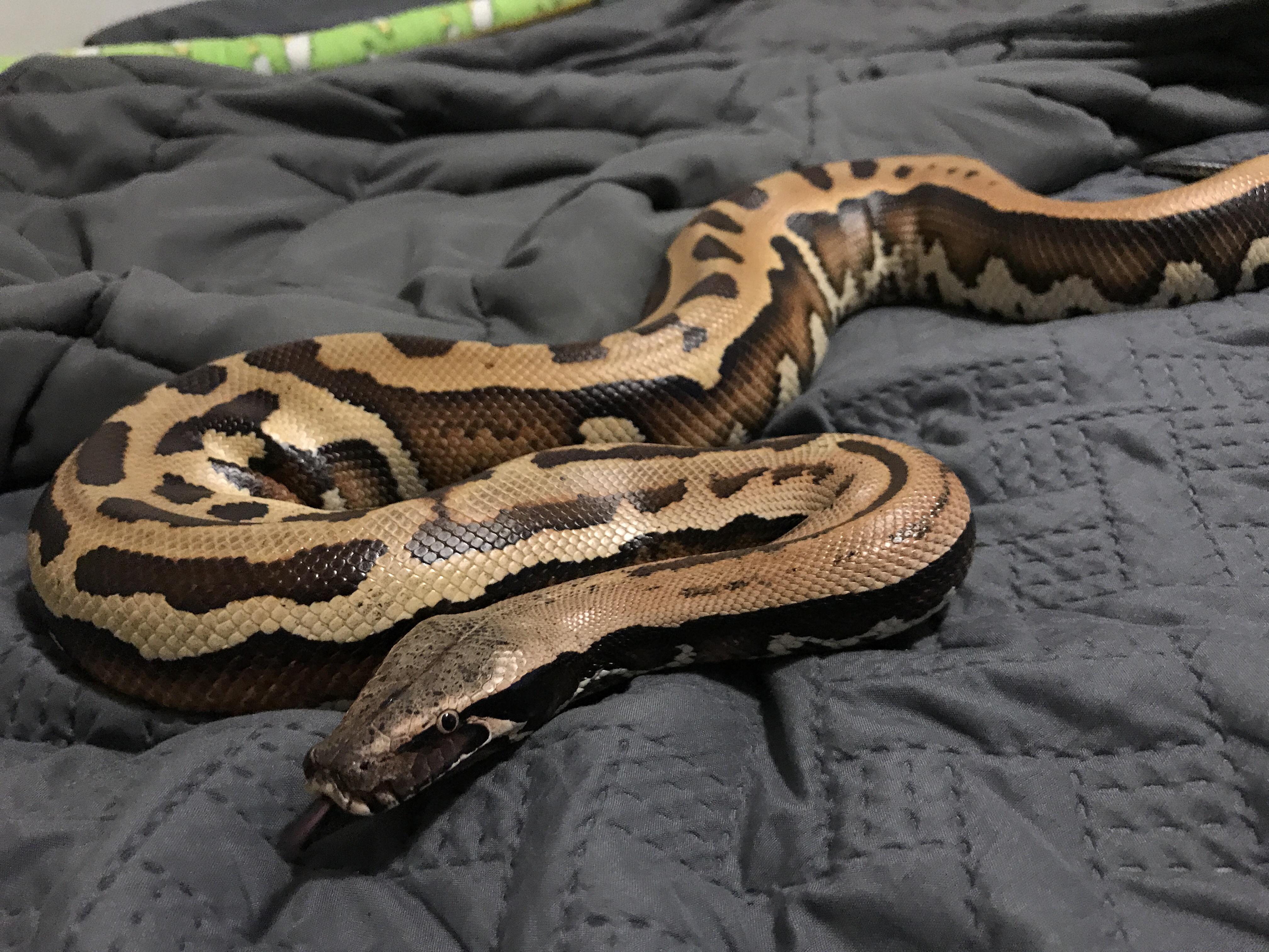 Beautiful Lilith. Golden Eye Blood Python | Scrolller