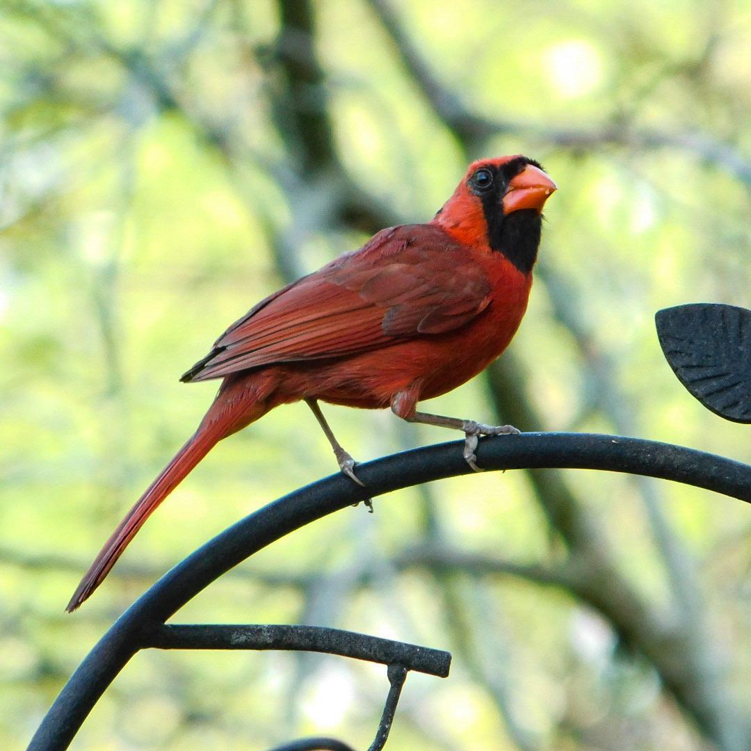 Beautiful male Cardinal, our state bird. Dayton Ohio | Scrolller