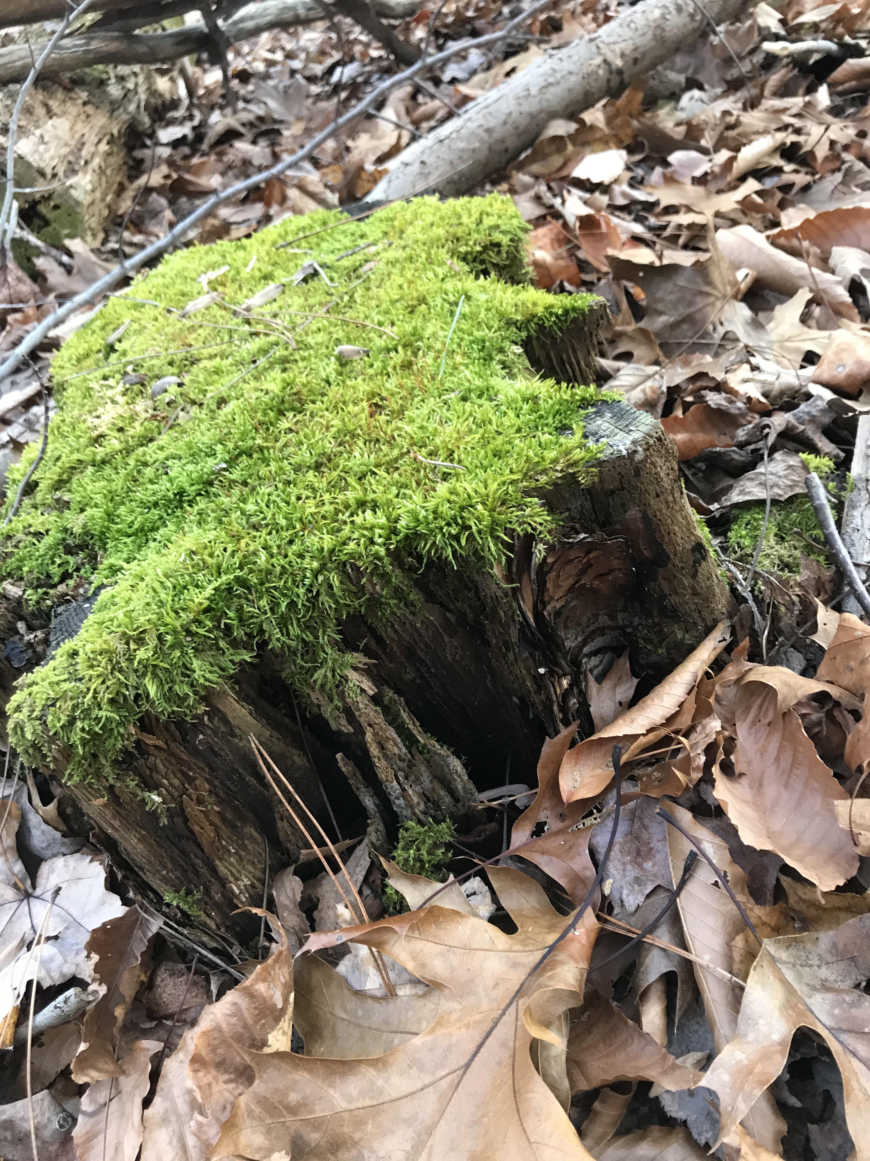 Beautiful mossy stump like a padded chair. | Scrolller