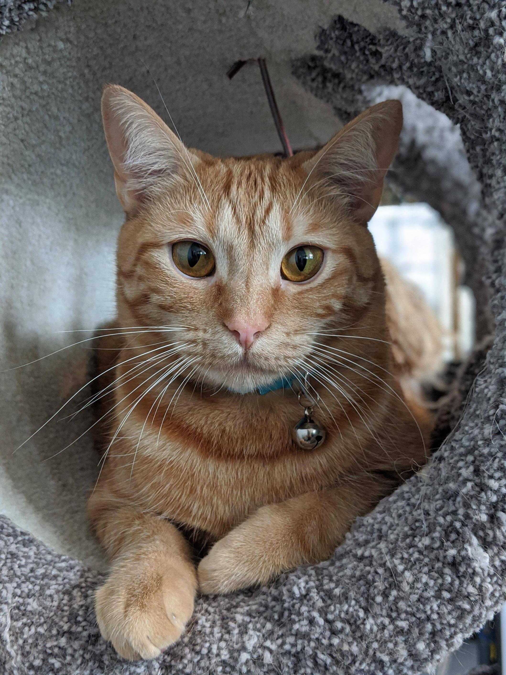 Beautiful Nala | Scrolller