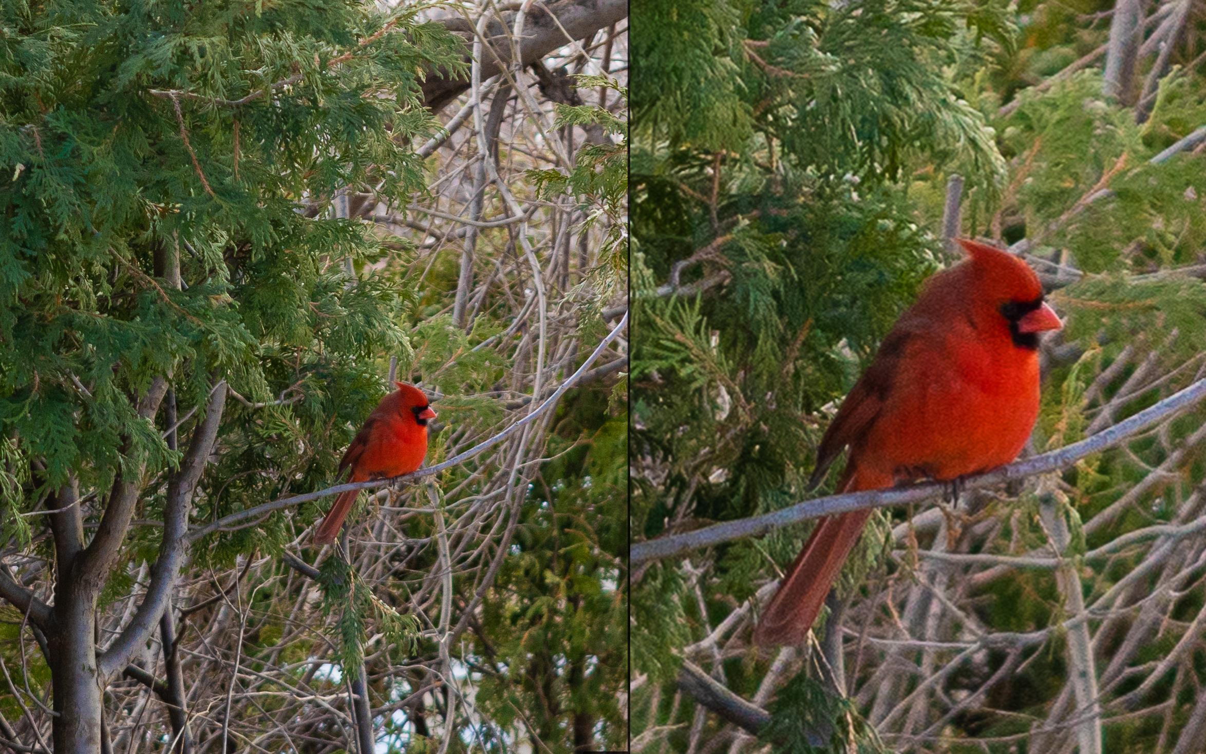 Beautiful red cardinal bird I saw in my backyard last week | Scrolller