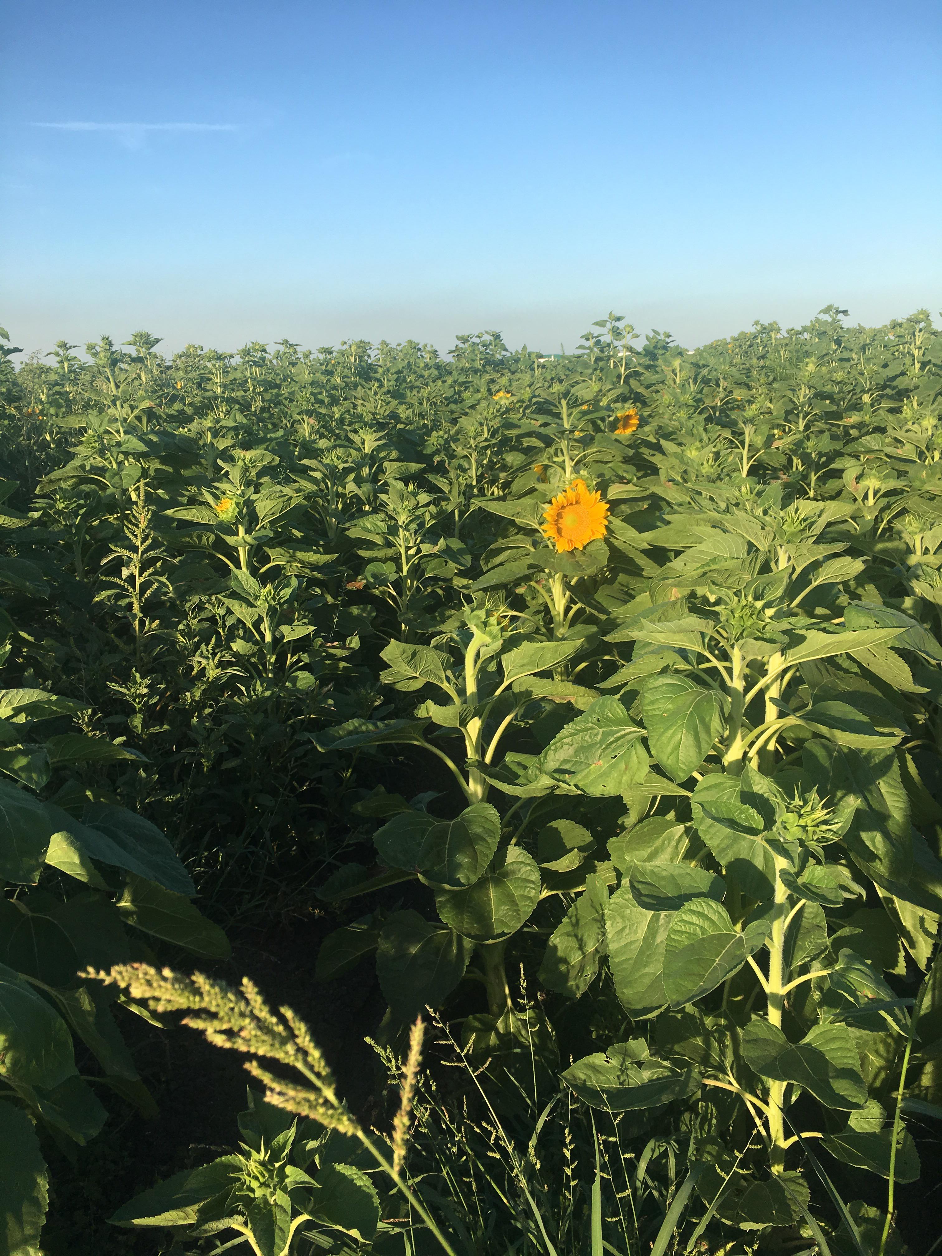 Beautiful sunflower field 🌞🌻 | Scrolller