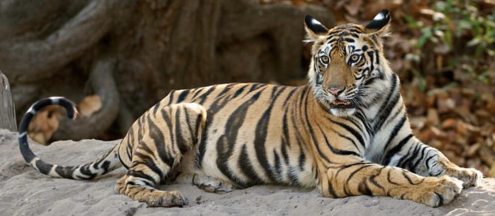 Beautiful Tiger | Scrolller